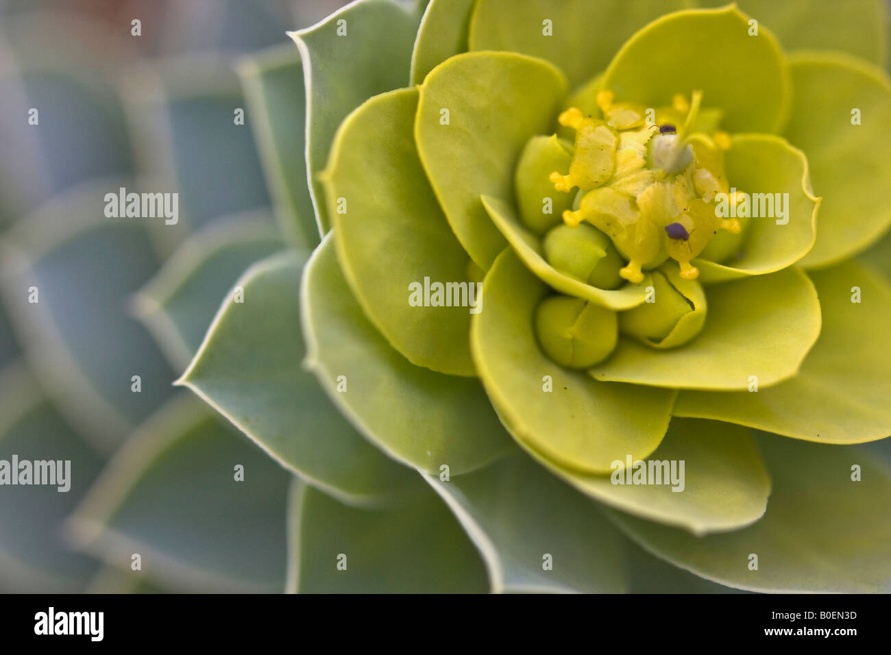 Yellow euphorbias hi-res stock photography and images - Alamy