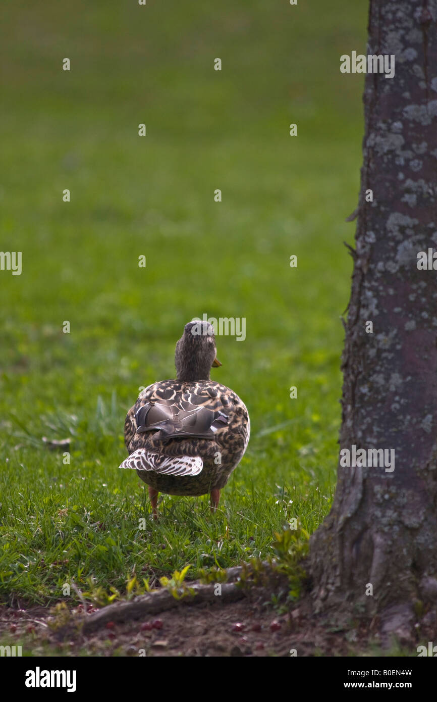Mallard Female dabbling duck in the public park blurry blurred ...