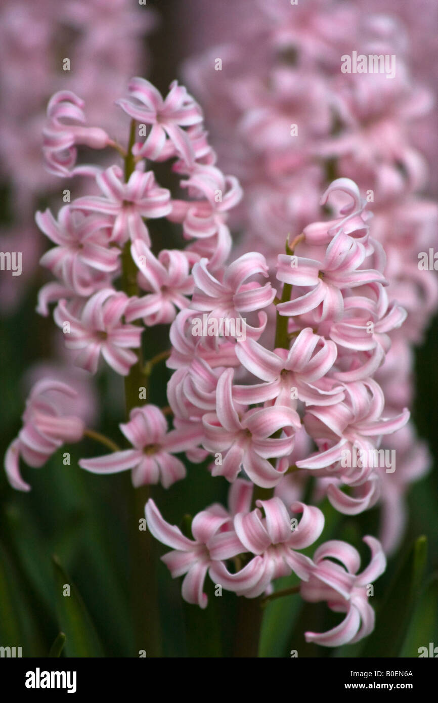 Pink Hyacinth Hyacinthus orientalis flowers Stock Photo - Alamy