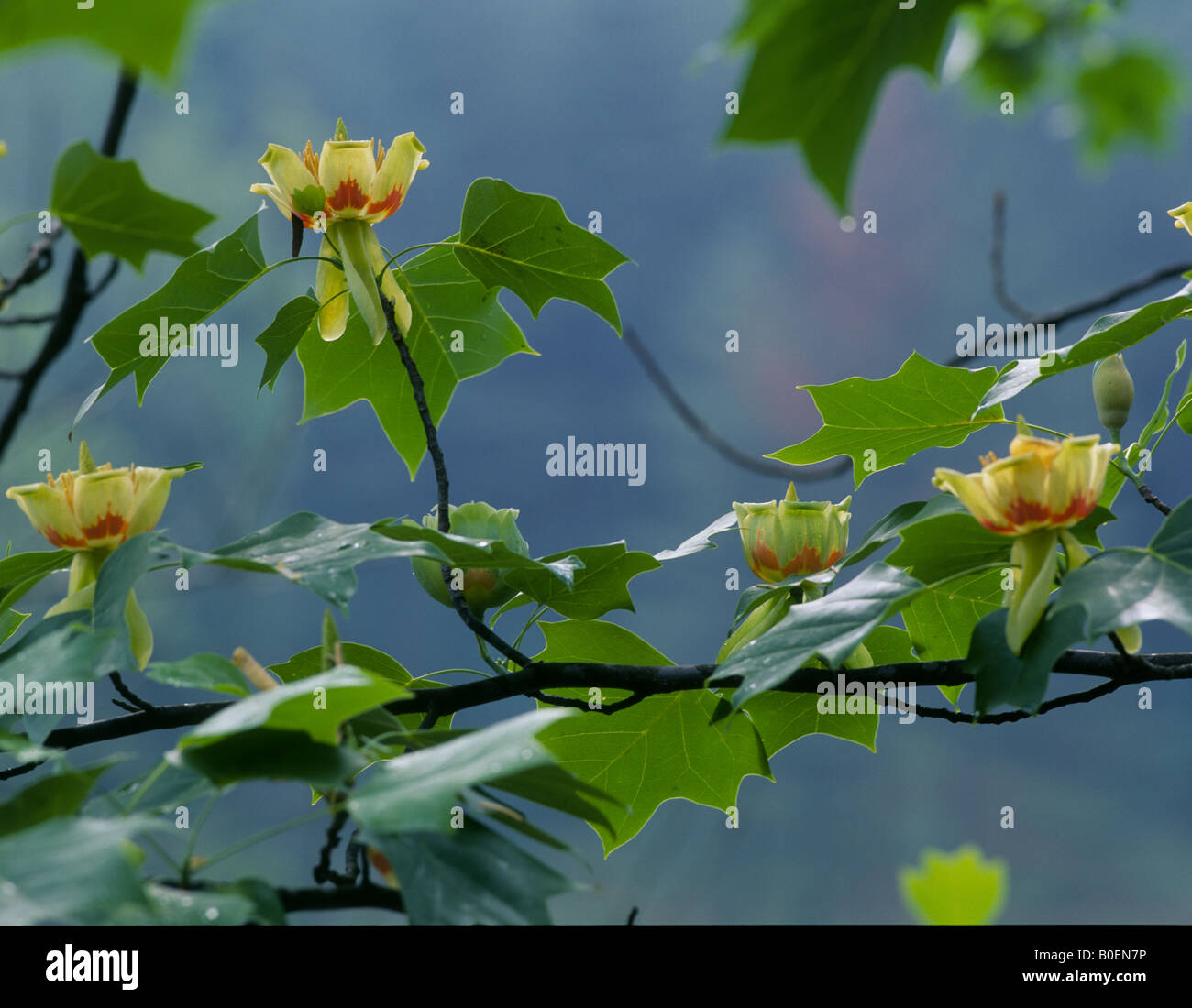 tulip poplar blooms Stock Photo - Alamy
