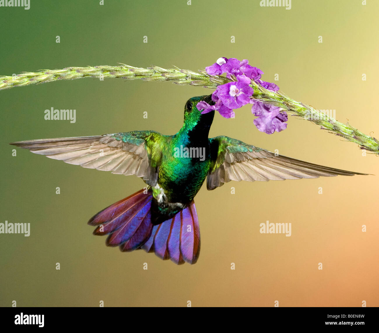 Green breasted Mango Hummingbird Male Stock Photo - Alamy