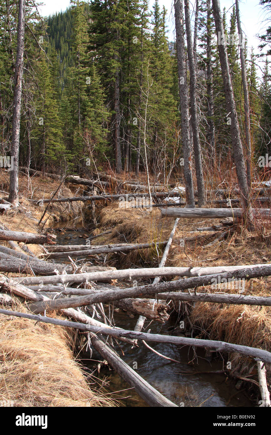 Fallen tree trunks, Kananaskis country, Alberta Stock Photo - Alamy