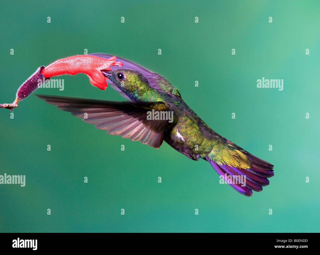 Green breasted Mango Hummingbird Male Stock Photo - Alamy