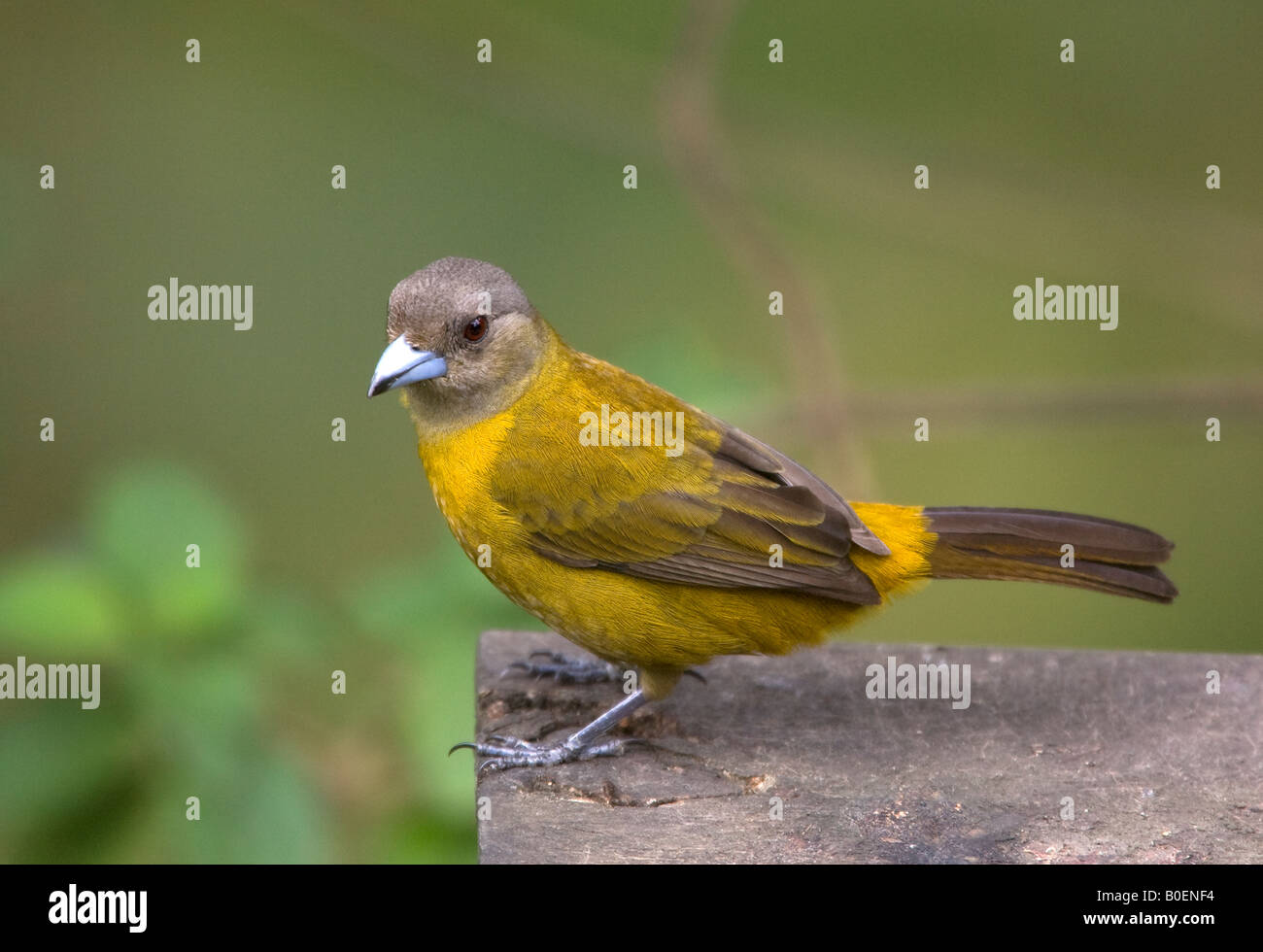 Scarlet rumped Tanager Female Stock Photo - Alamy