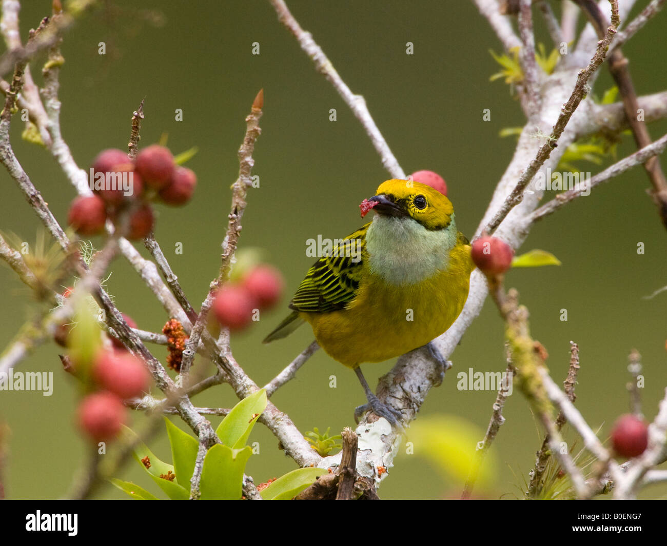 Silver throated Tanager in fig tree Stock Photo - Alamy