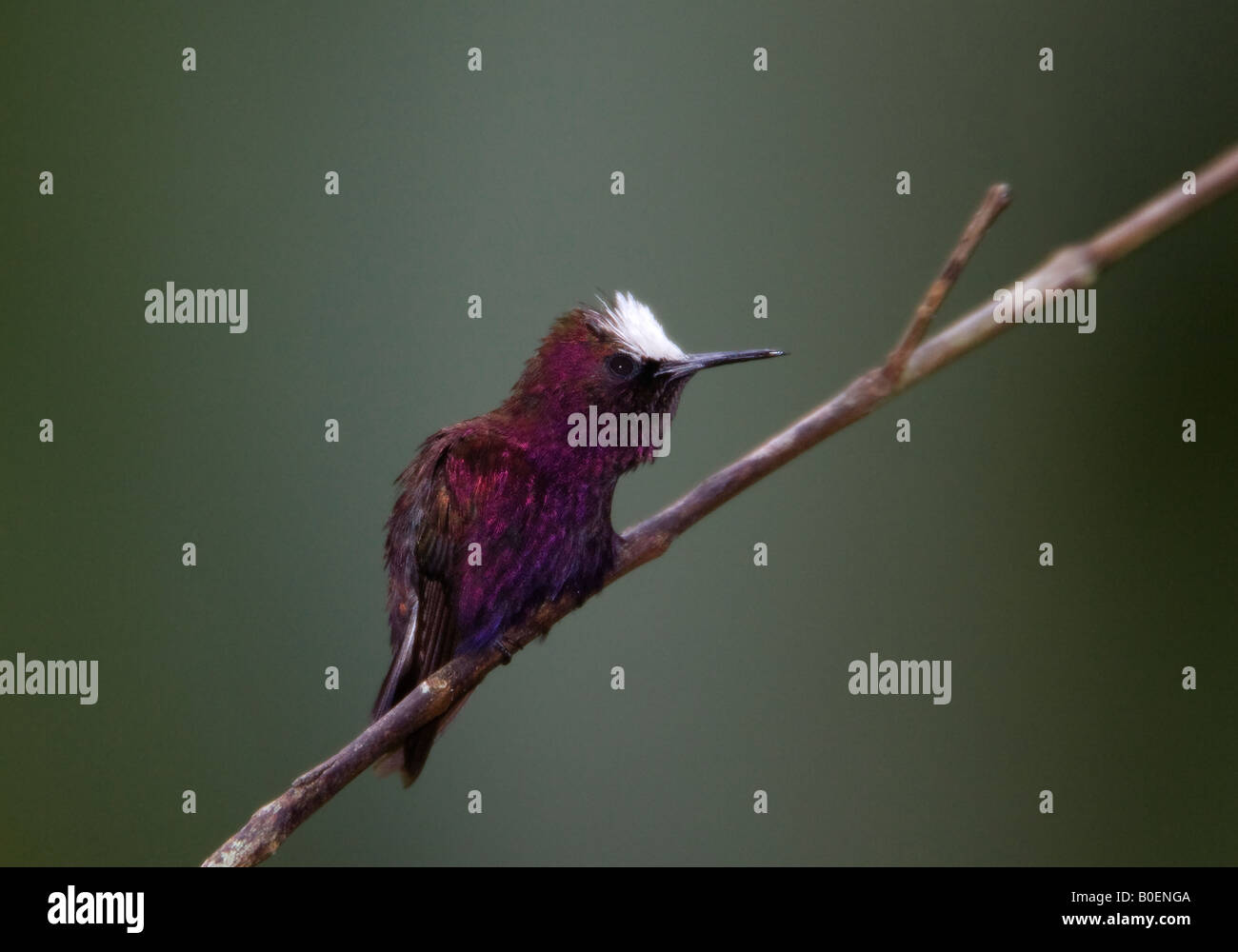 Snowcap Hummingbird Male Stock Photo - Alamy