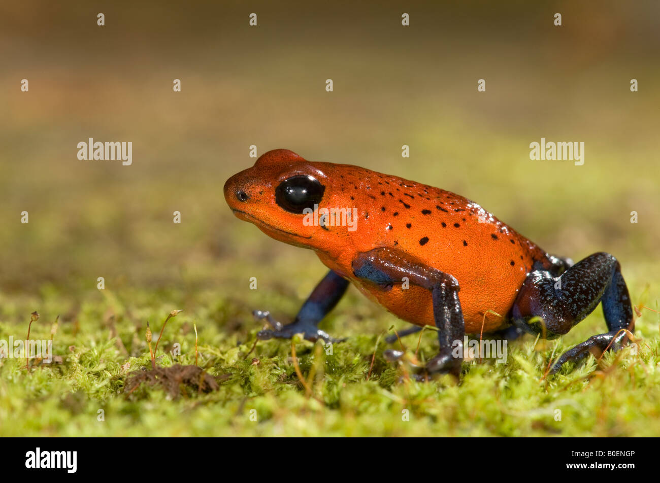Strawberry dart frog oophaga hi-res stock photography and images - Alamy