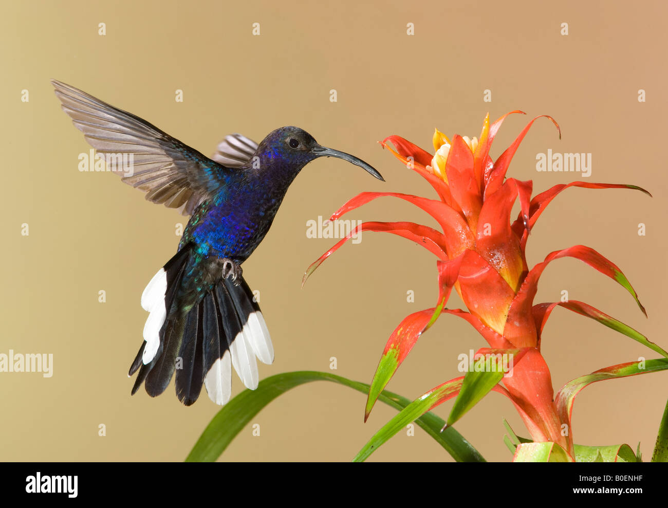 Violet Sabrewing Male Hovering feeding red flower Stock Photo - Alamy