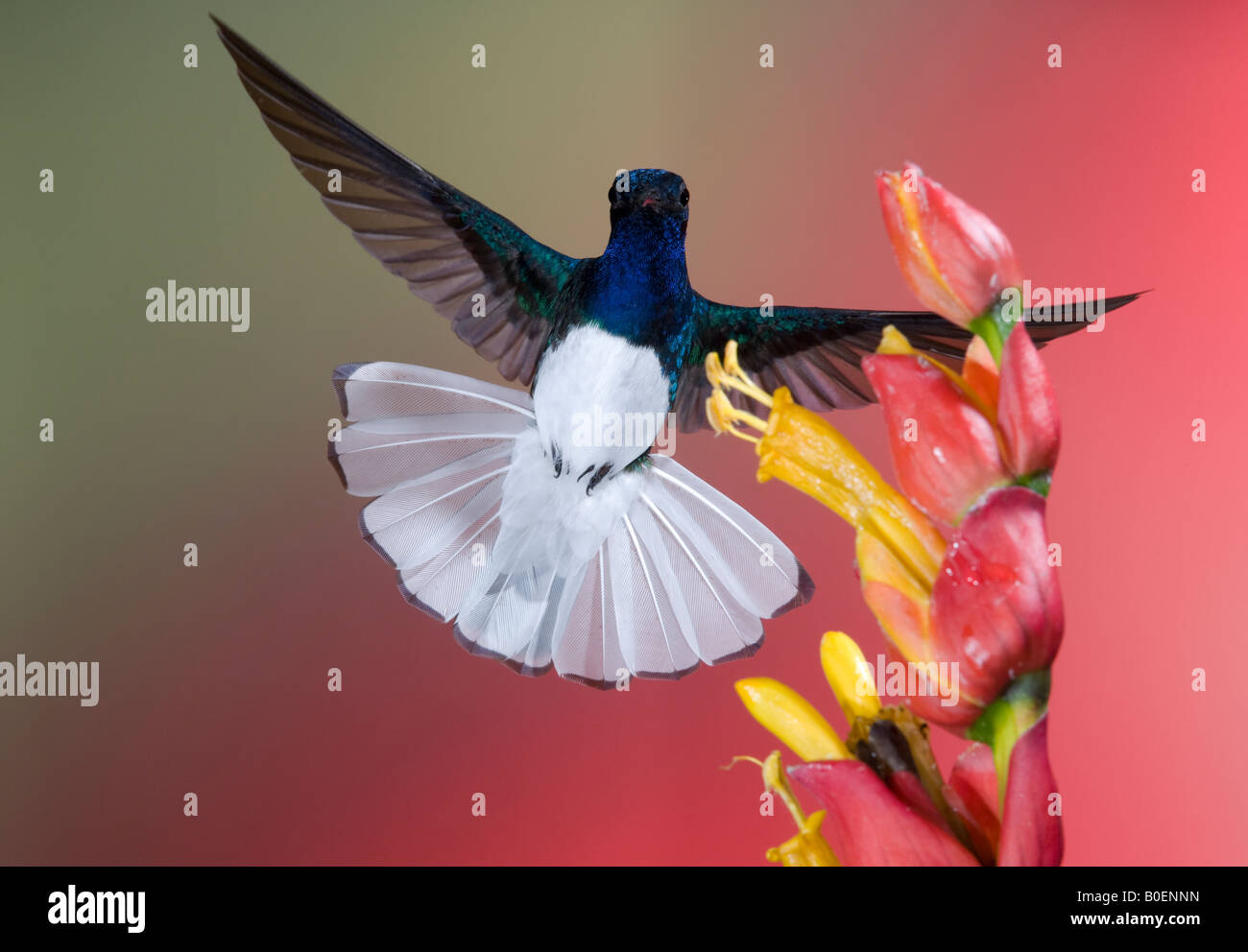 White necked Jacobin hummingbird Male Stock Photo - Alamy