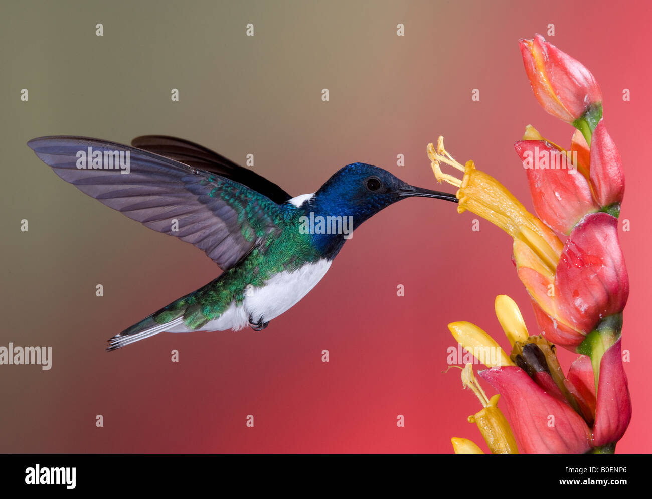 White necked Jacobin hummingbird Male Stock Photo - Alamy