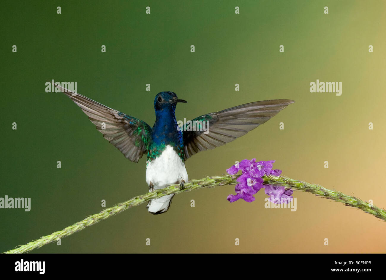 White necked Jacobin hummingbird Male Stock Photo - Alamy