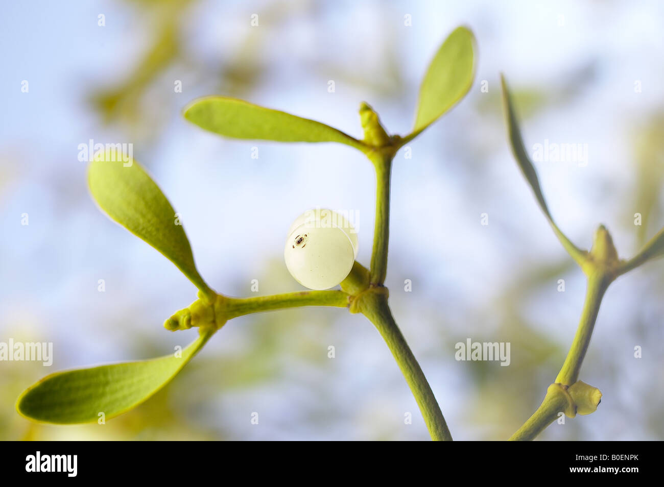 Close up of mistletoe, Viscum album and berry Stock Photo - Alamy