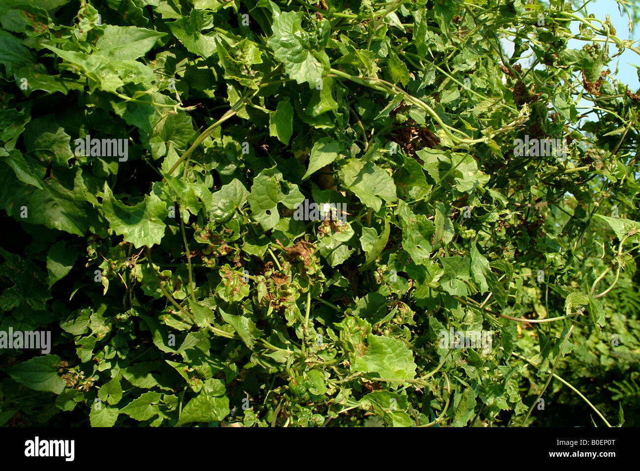 Creeping, healthy vines cover an outdoor wall Stock Photo - Alamy