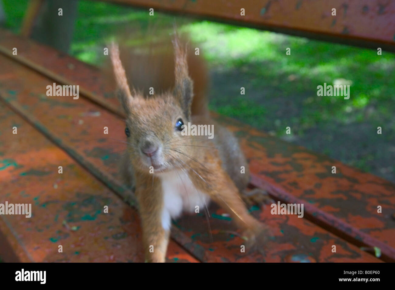 Poland animal hi-res stock photography and images - Alamy