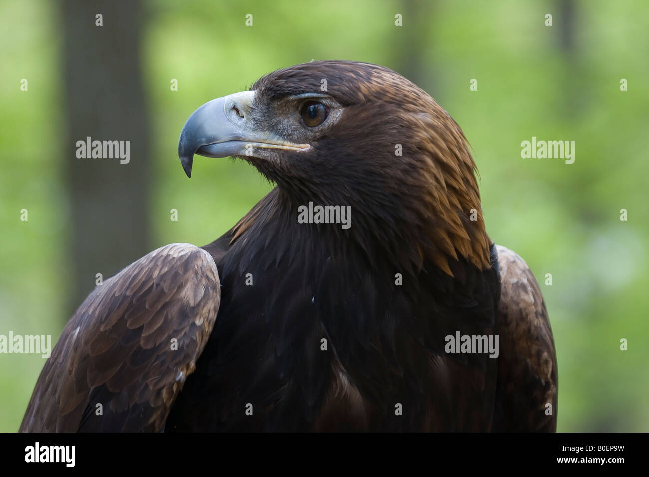 A Harris Hawk sits on a limb looking for food in Missouri Stock Photo ...