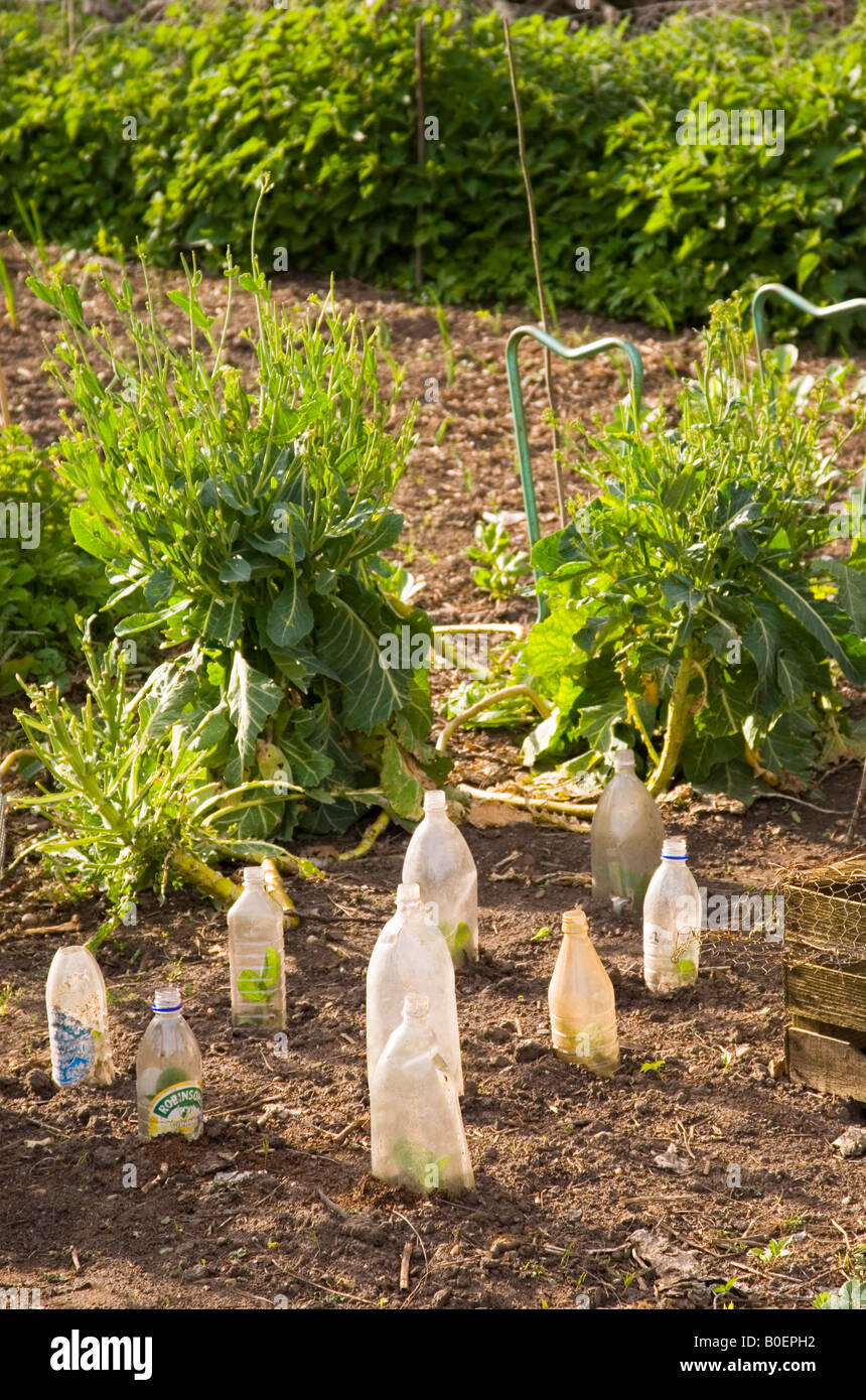 Growing Plants In Bottles In Vegetable Garden in the uk Stock Photo - Alamy