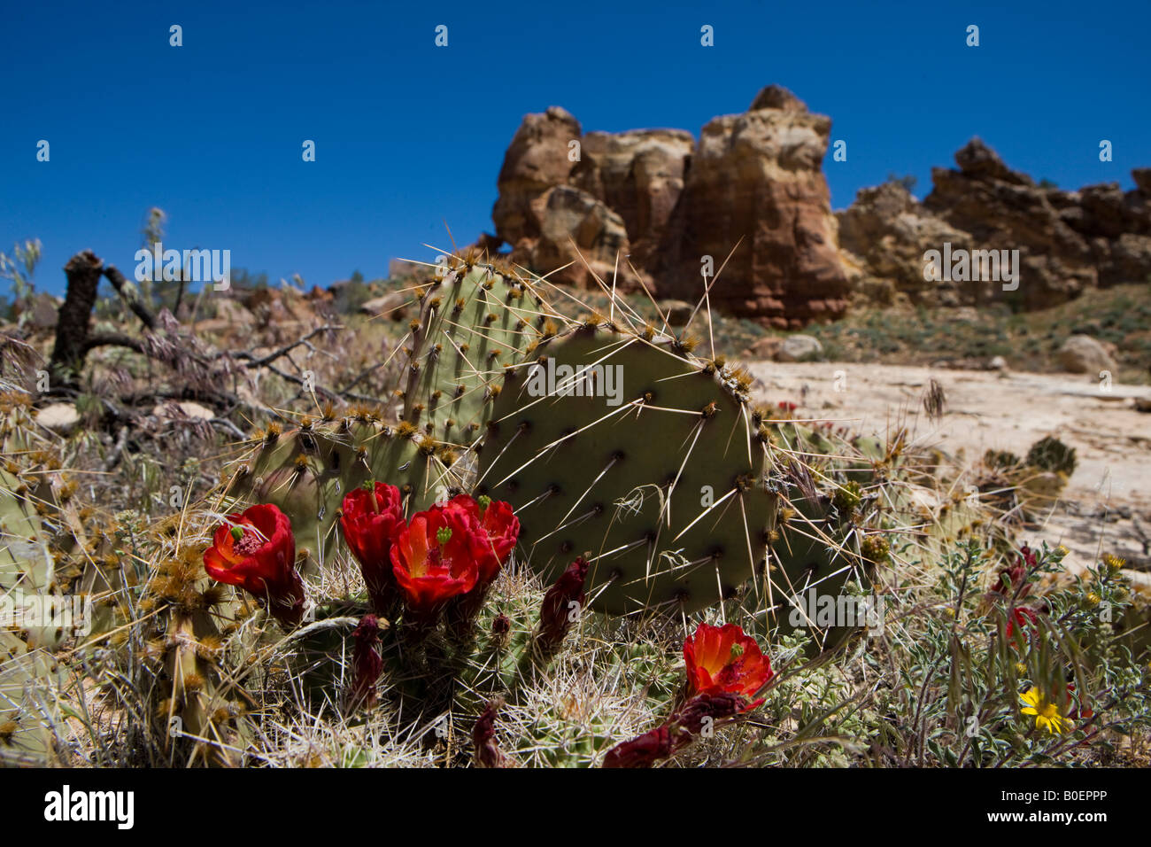 Red flowers of a Claret Cup Cactus Echinocereus triglochidiatus Sand ...