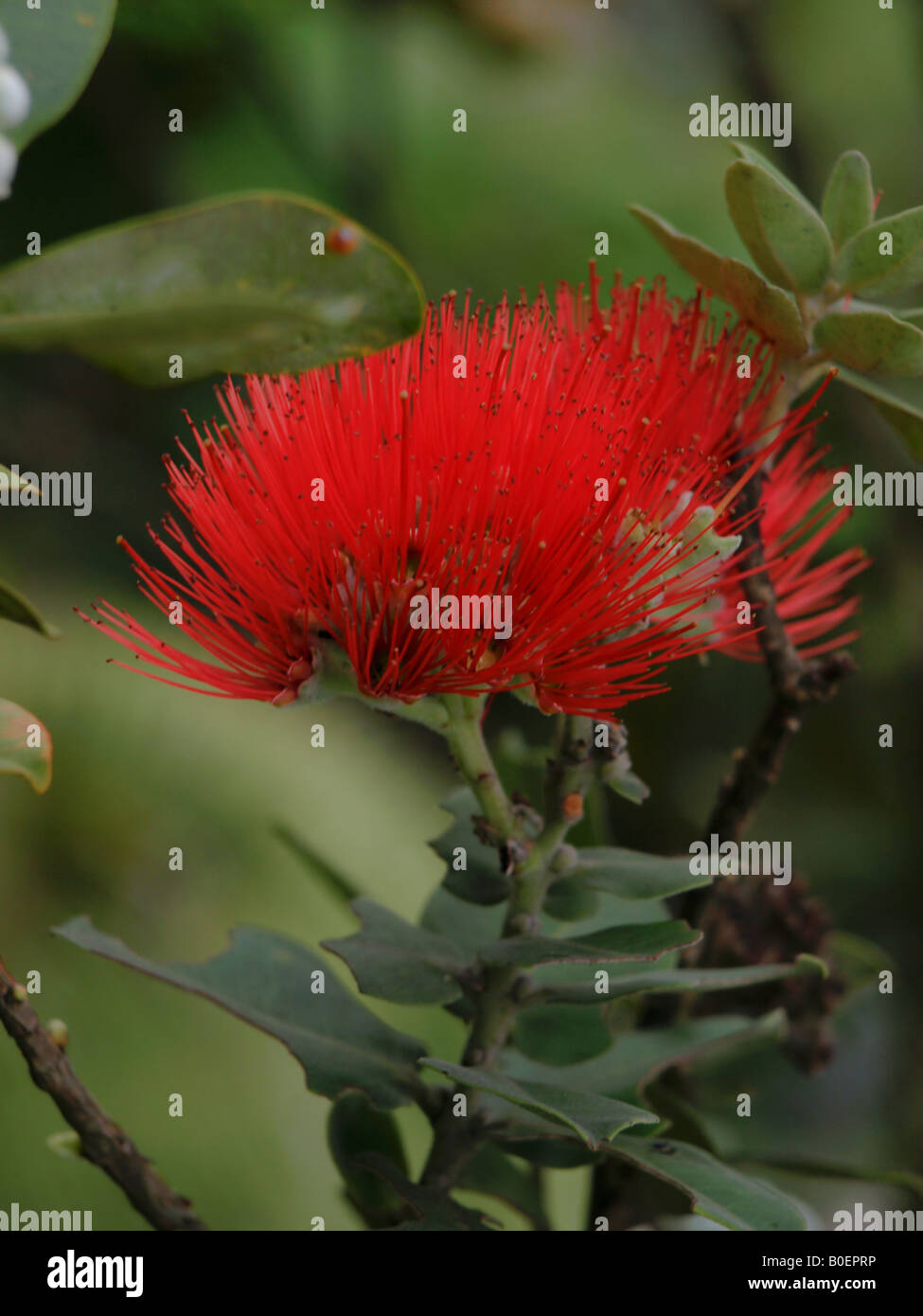 Red Ohia Lehua Metrosideros Polymorpha High Resolution Stock ...