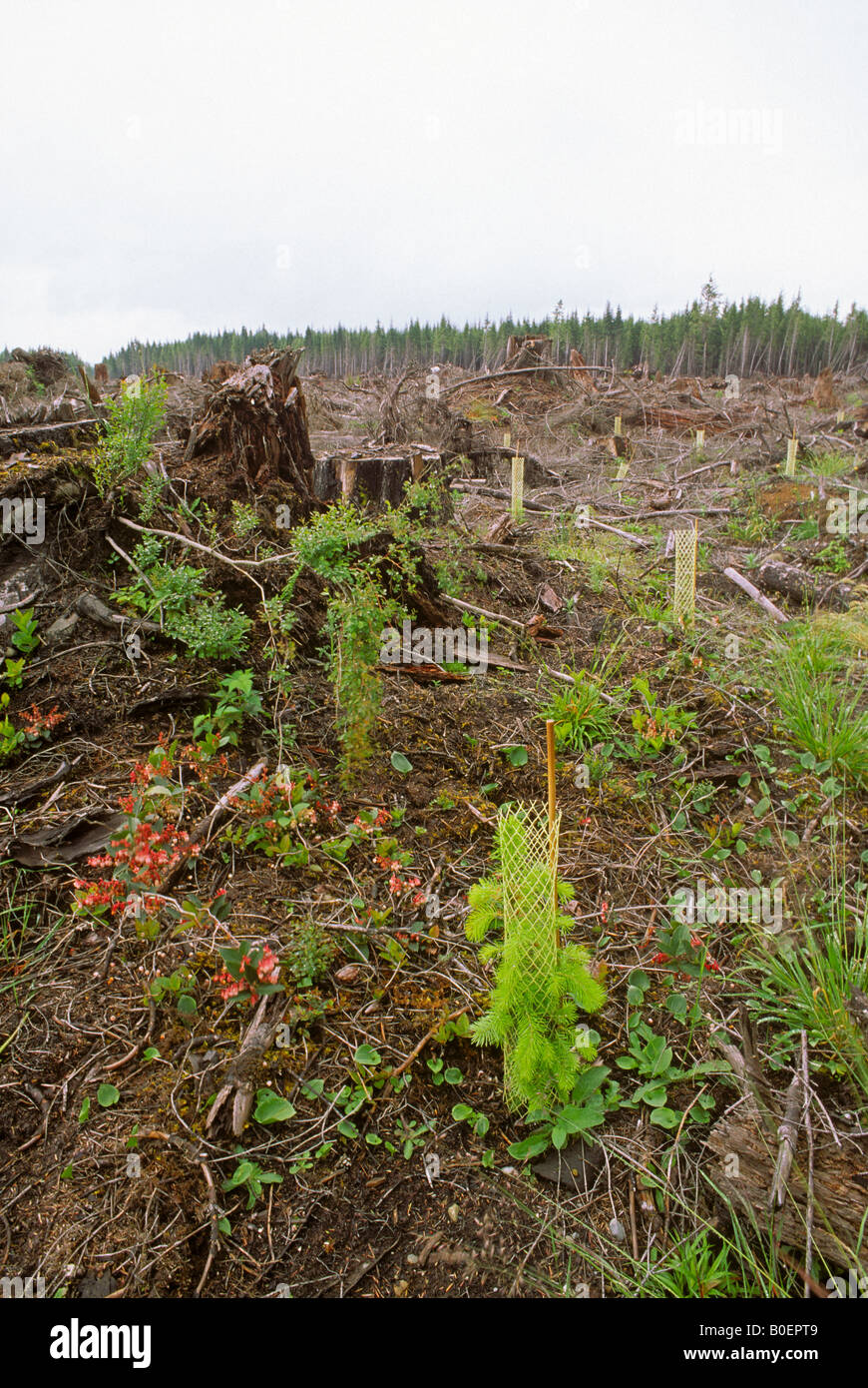 Olympic peninsula washington timber hi-res stock photography and images ...