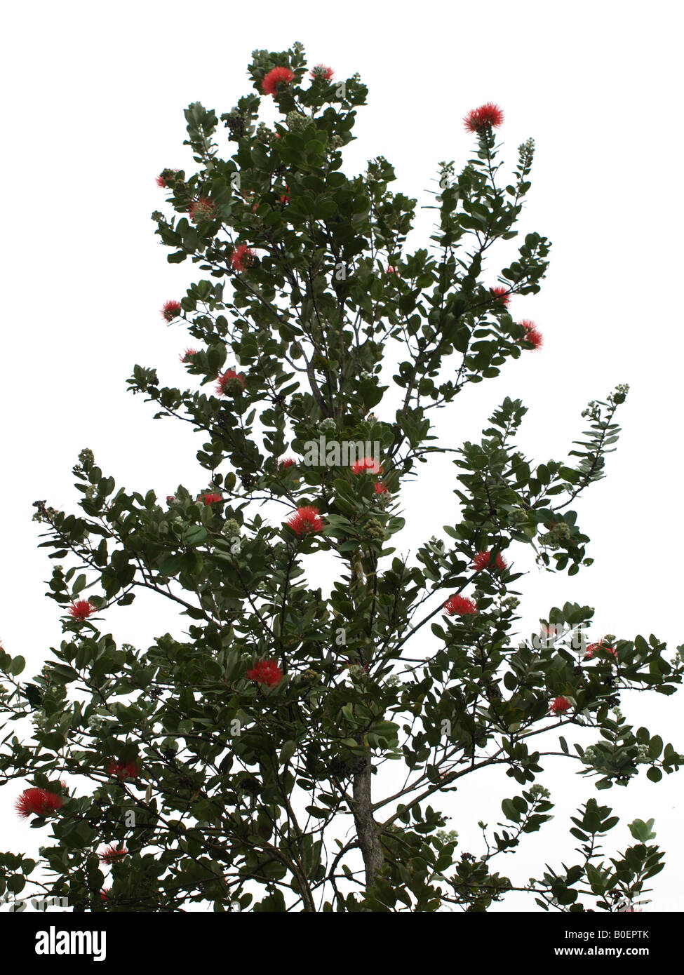 Lehua tree hi-res stock photography and images - Alamy