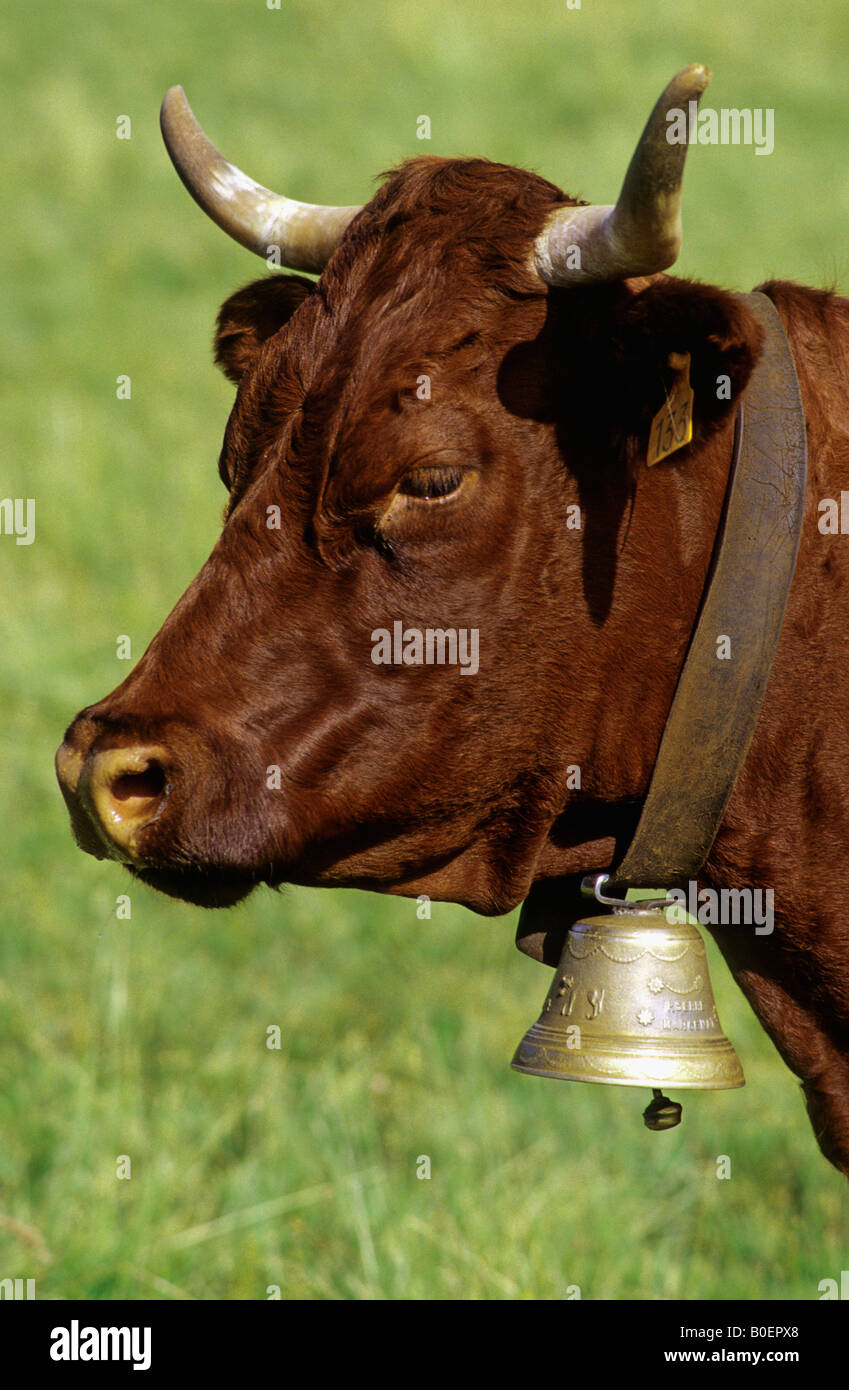 Cow with a bell under the neck. Auvergne. France Stock Photo - Alamy