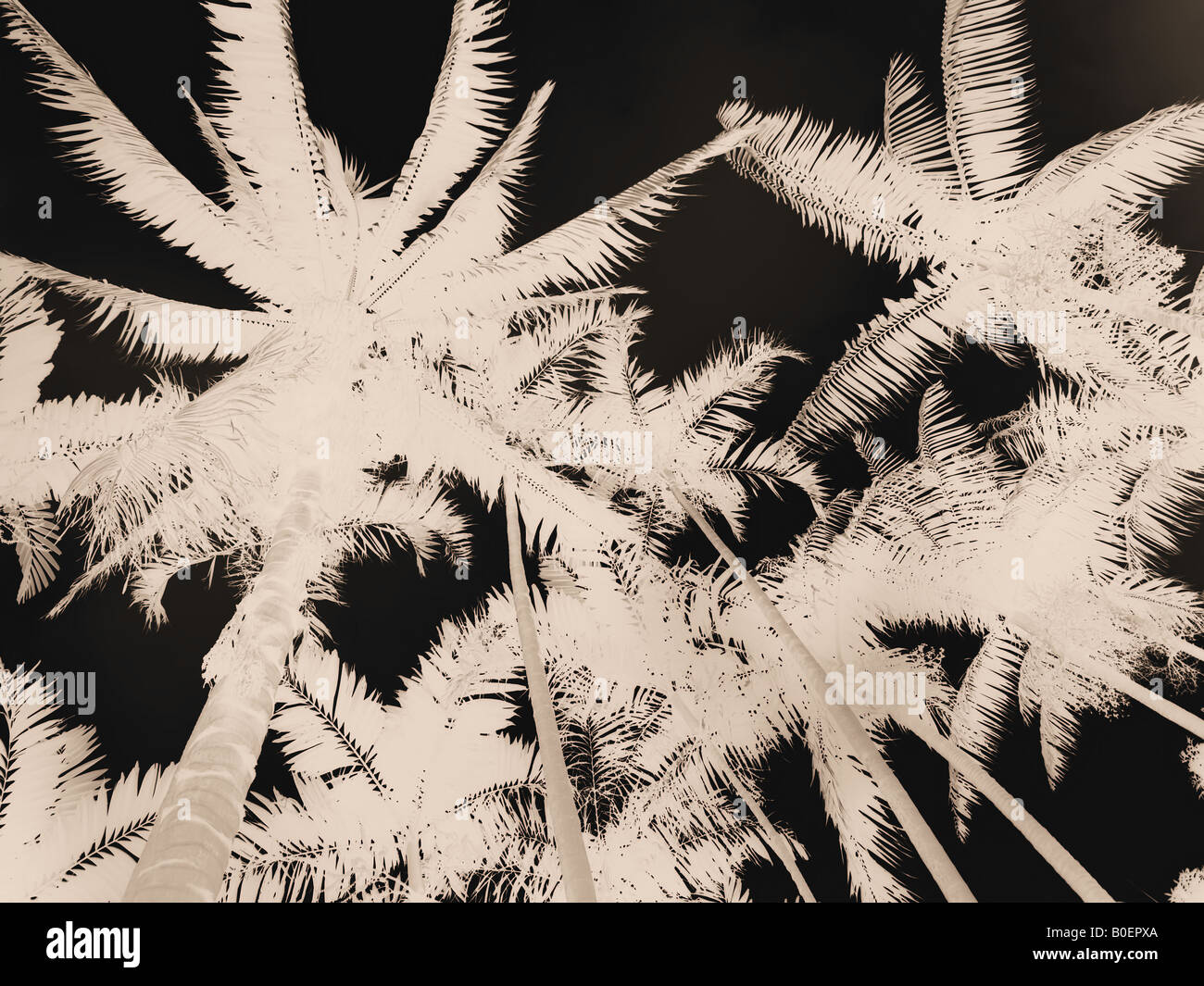 Negative image hi-res stock photography and images - Alamy