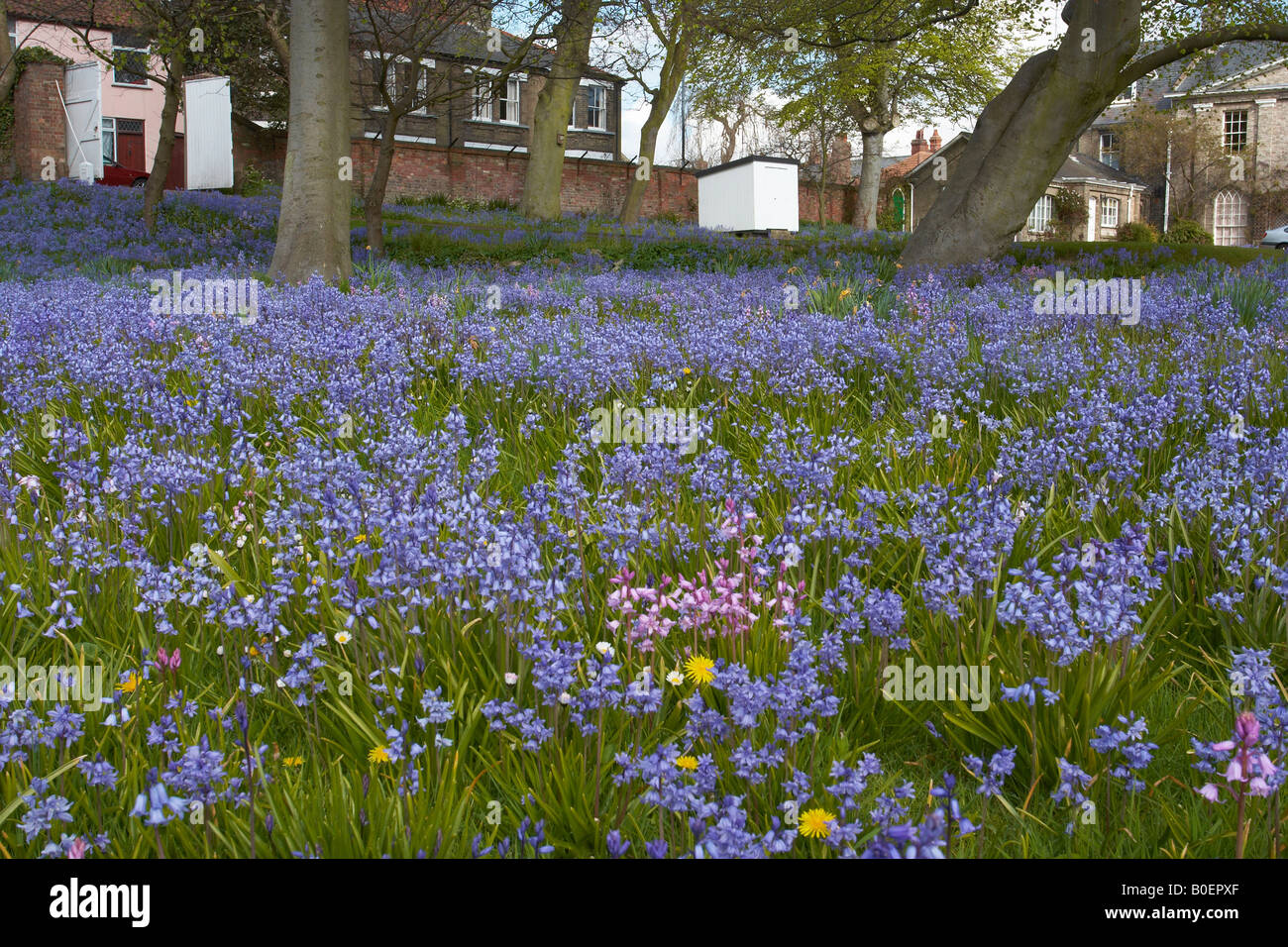 Blue bells hi-res stock photography and images - Alamy