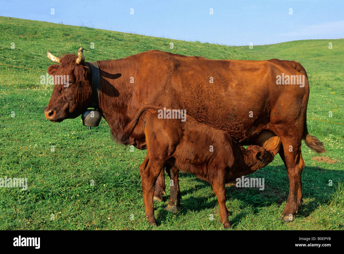 Calf sucking under her mother, breed Salers. Auvergne. France. Europe ...
