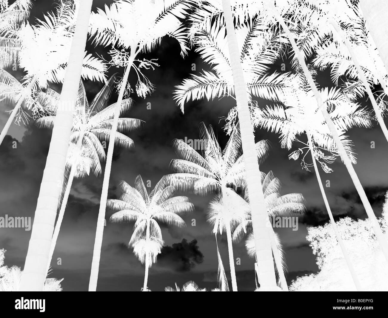 Negative image hi-res stock photography and images - Alamy