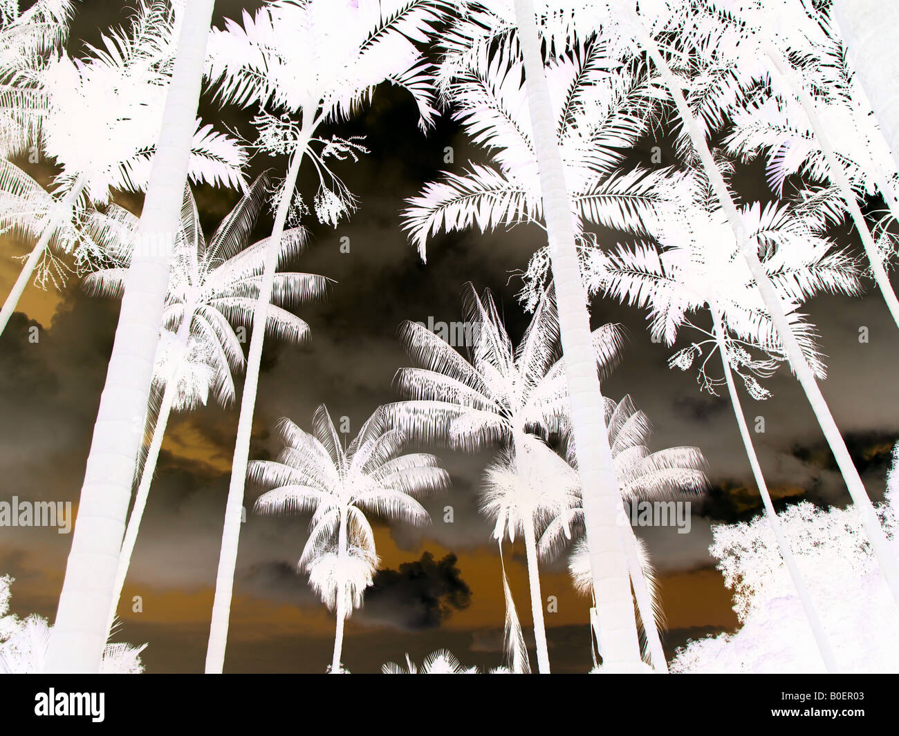 Negative image hi-res stock photography and images - Alamy