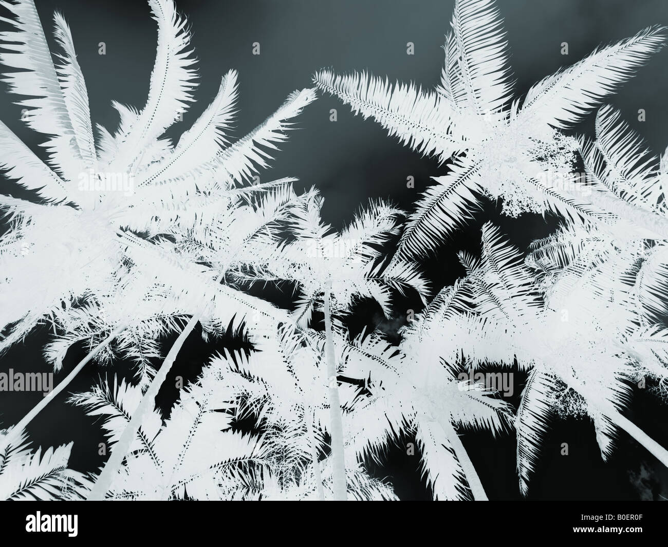 Negative image hi-res stock photography and images - Alamy