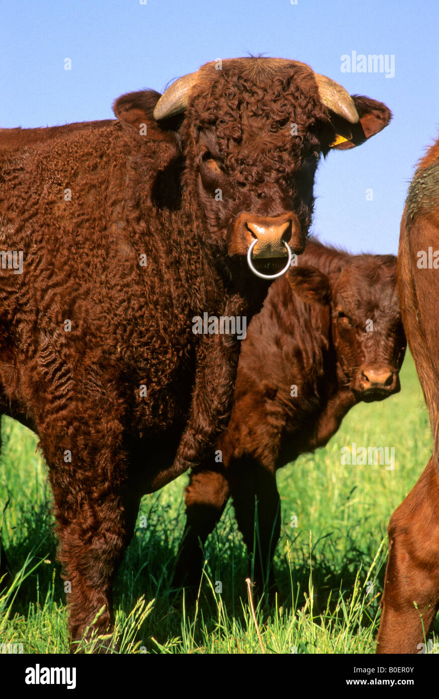 Salers Bull High Resolution Stock Photography and Images - Alamy