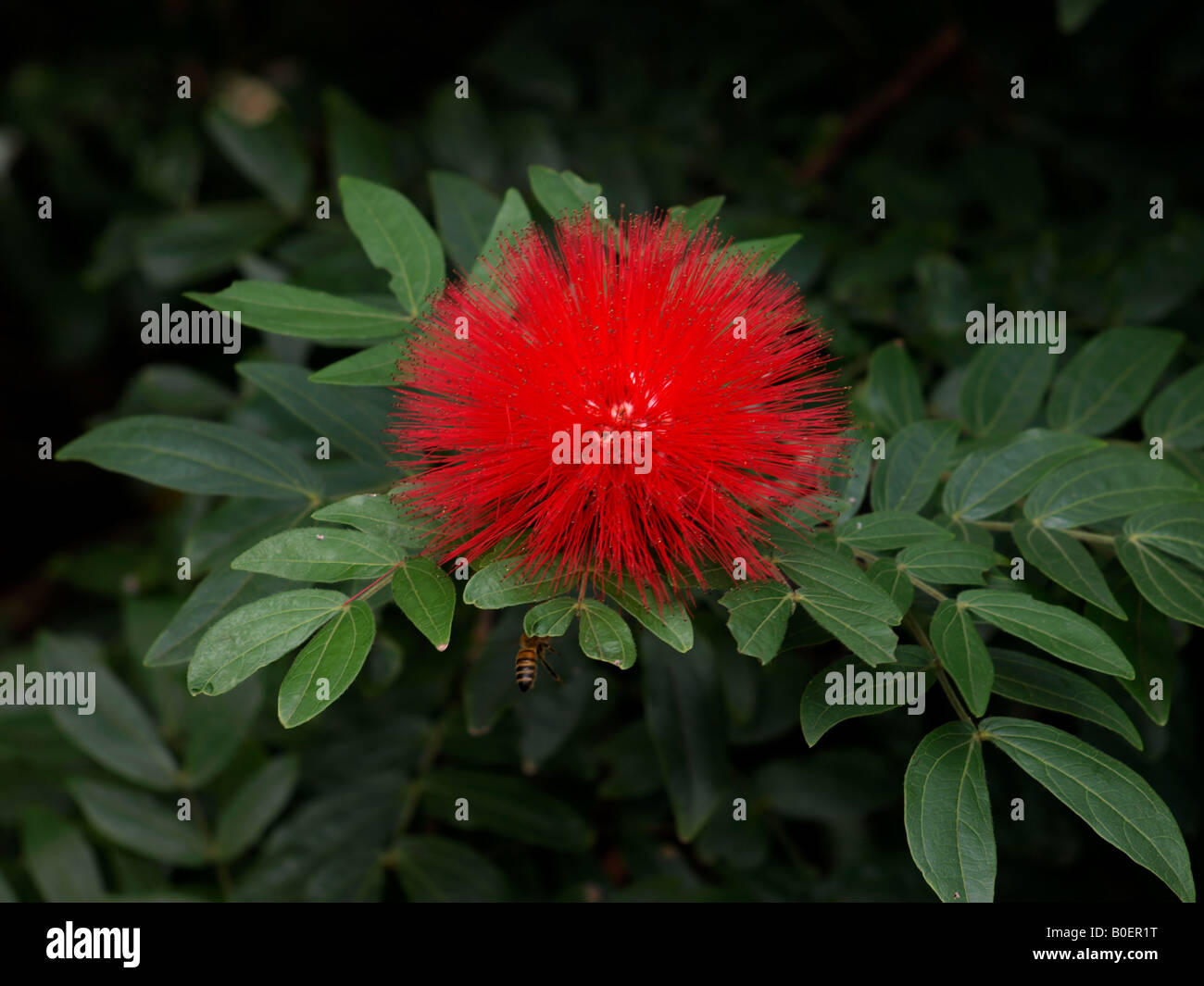 Ohia Lehua High Resolution Stock Photography and Images - Alamy