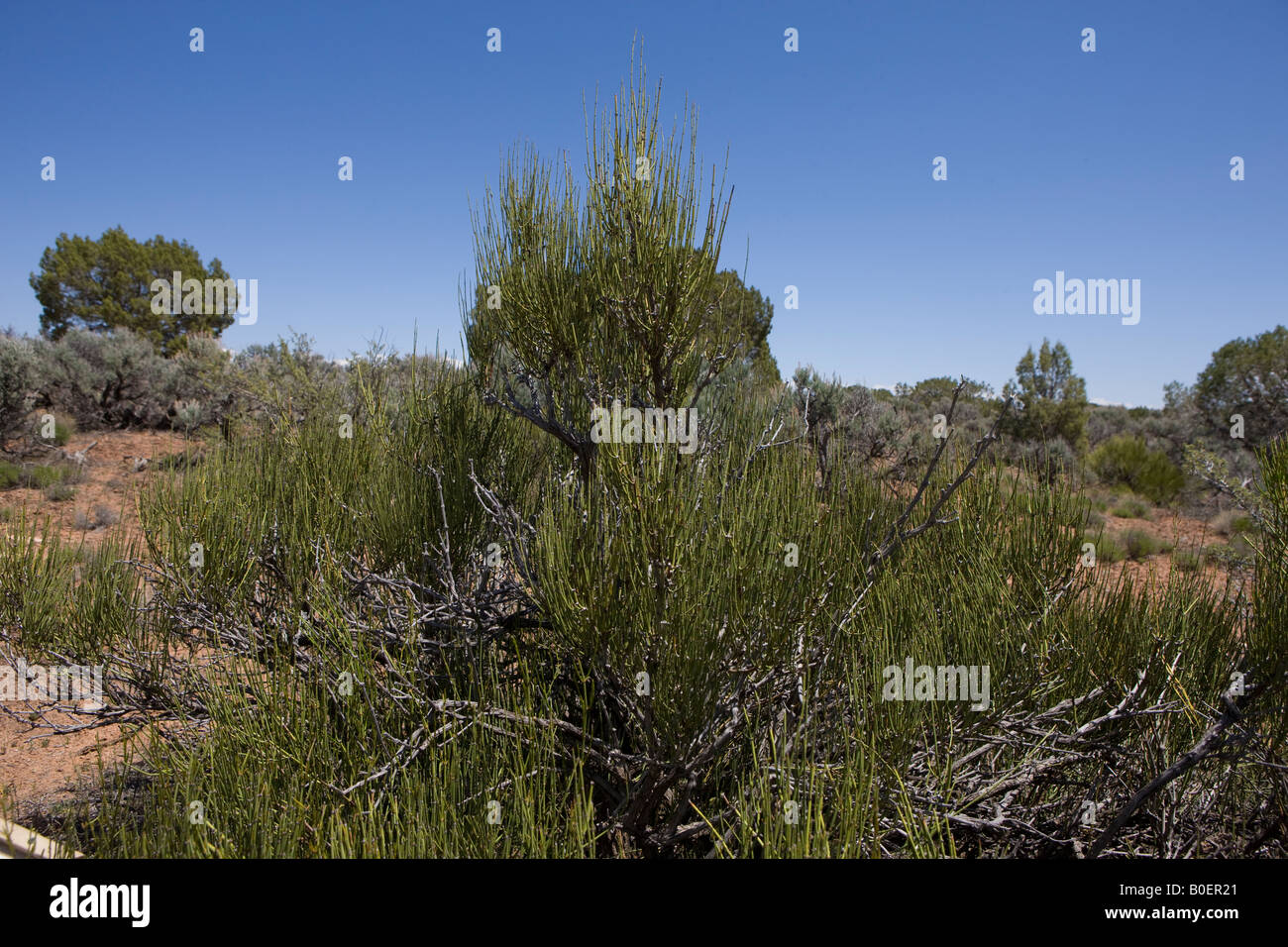 Mormon tea Ephedra viridis Hovenweep National Monument Colorado and ...