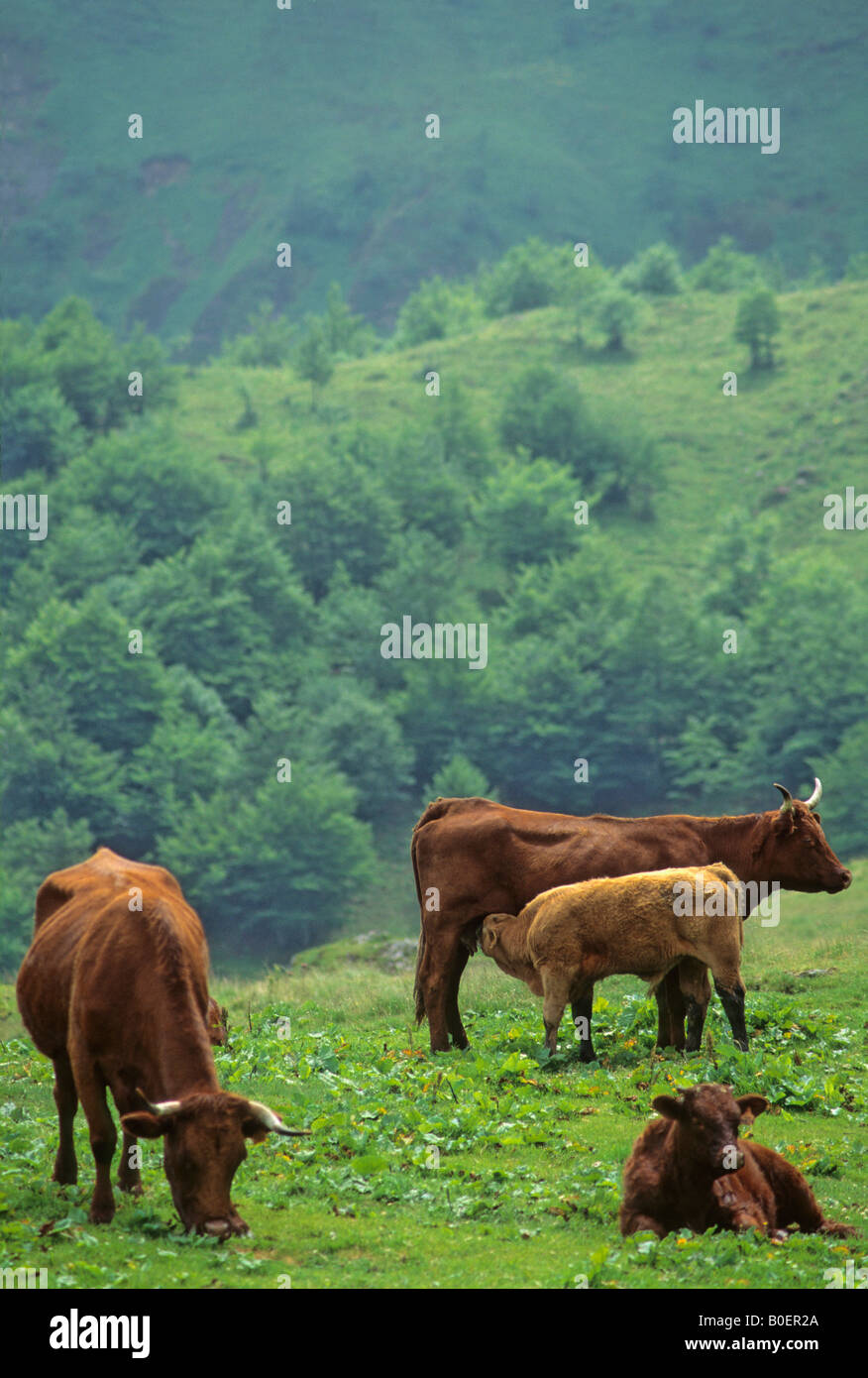 Salers cow with calf hi-res stock photography and images - Alamy