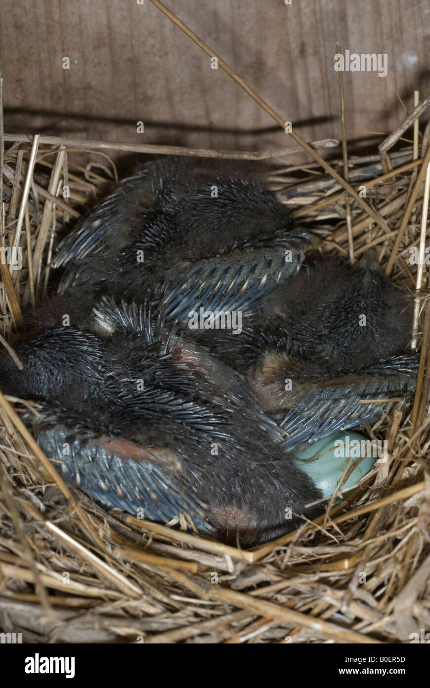 bluebird nestlings in a bluebird box in Delaware Stock Photo - Alamy