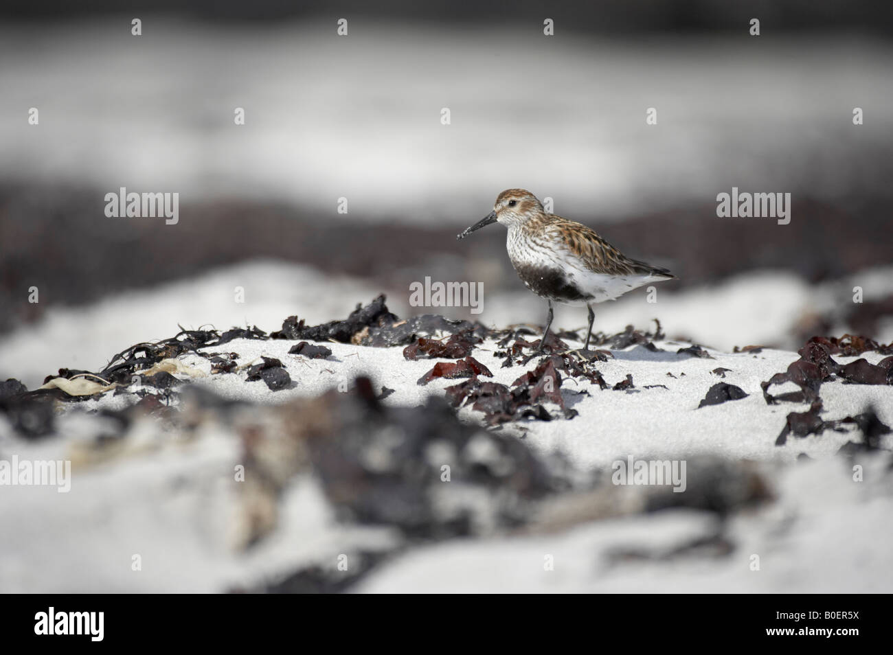 Dunlin uk spring hi-res stock photography and images - Alamy
