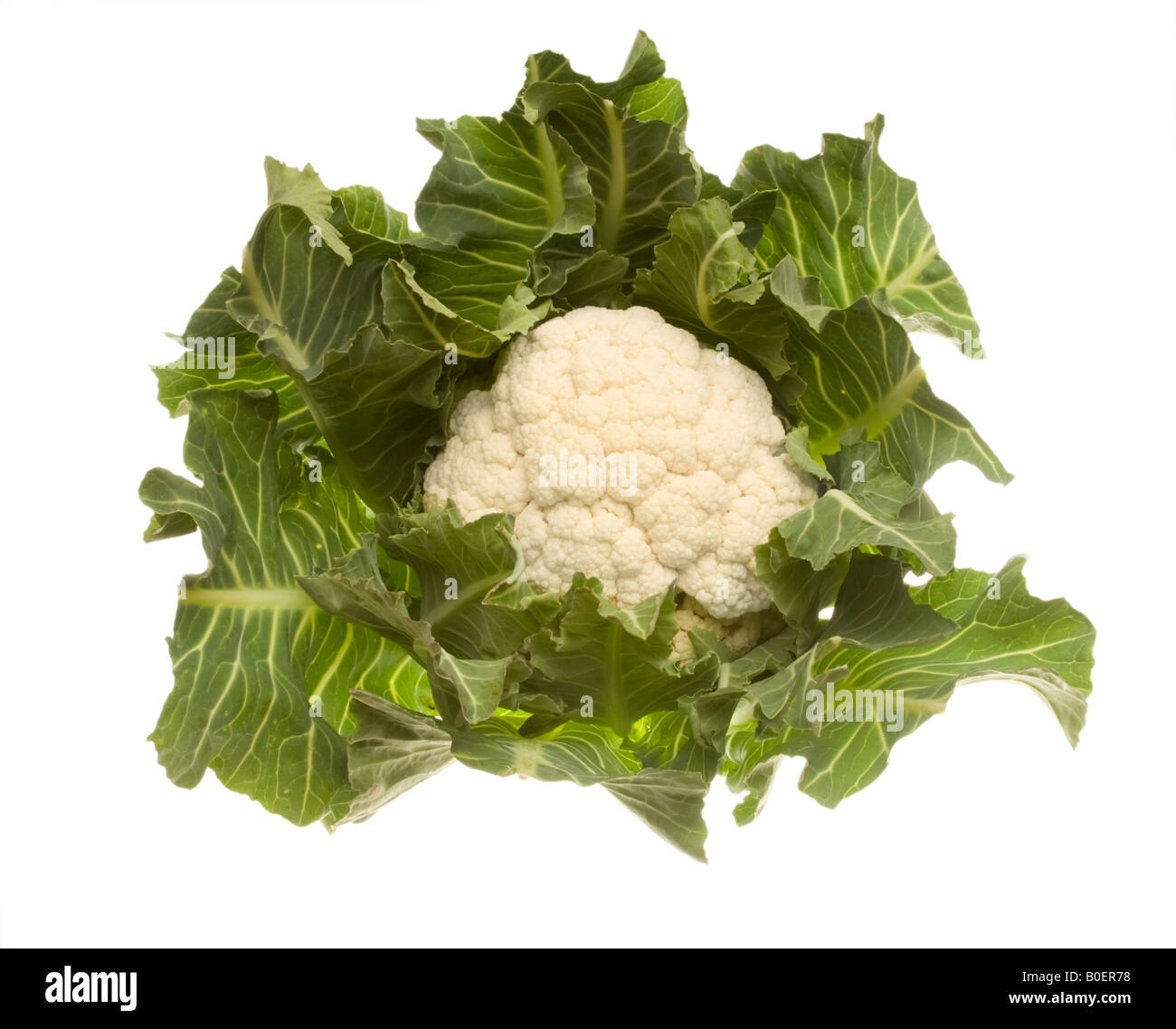 Head of cauli hi-res stock photography and images - Alamy