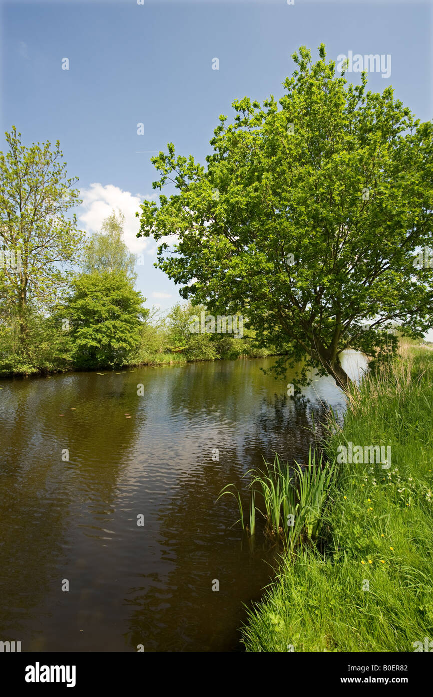 River with trees on the shores Stock Photo - Alamy