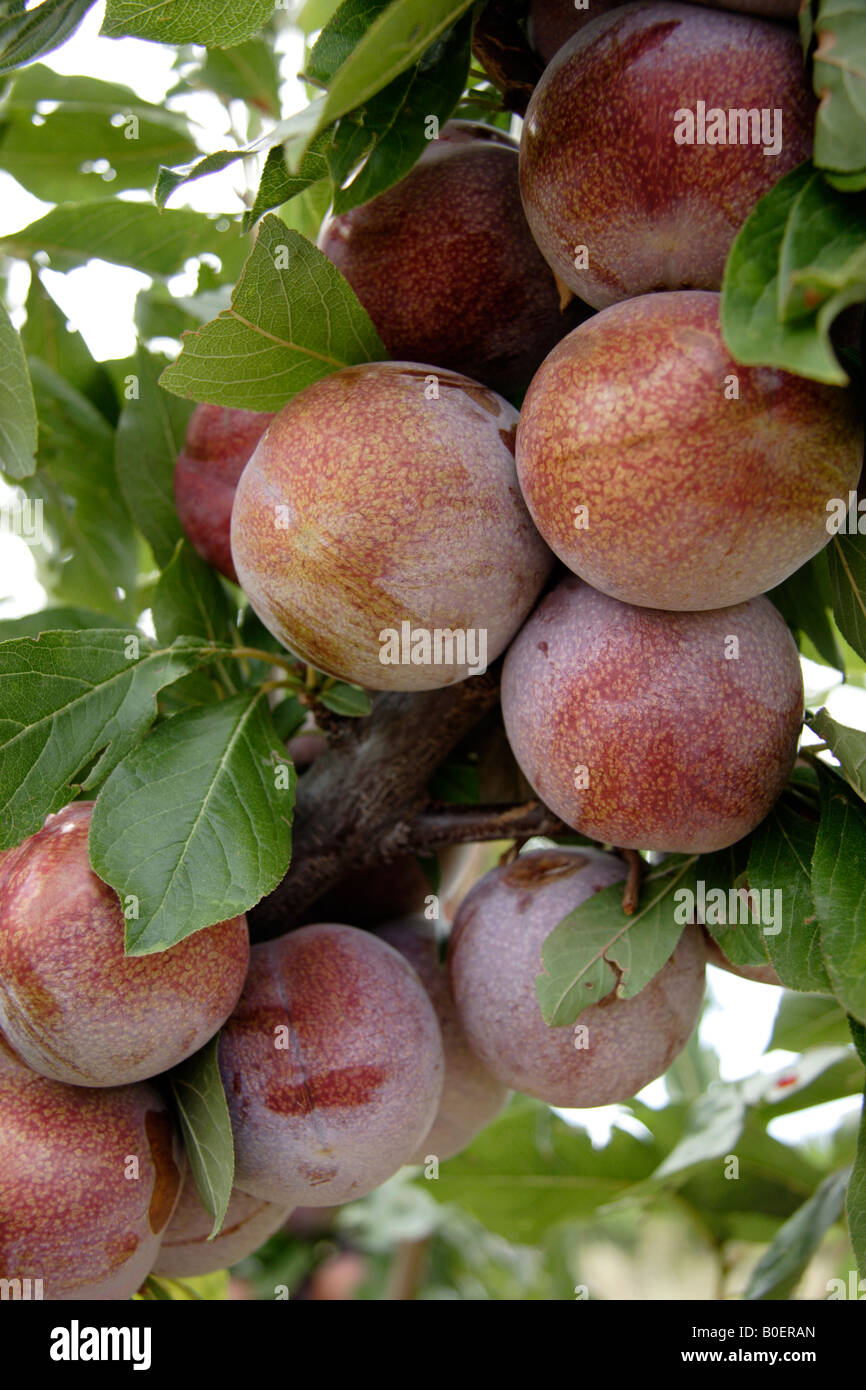 Detail Organic Plum Tree New South Wales Australia Stock Photo - Alamy