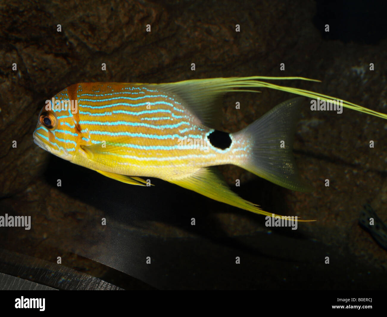 Marine angel fish hi-res stock photography and images - Alamy