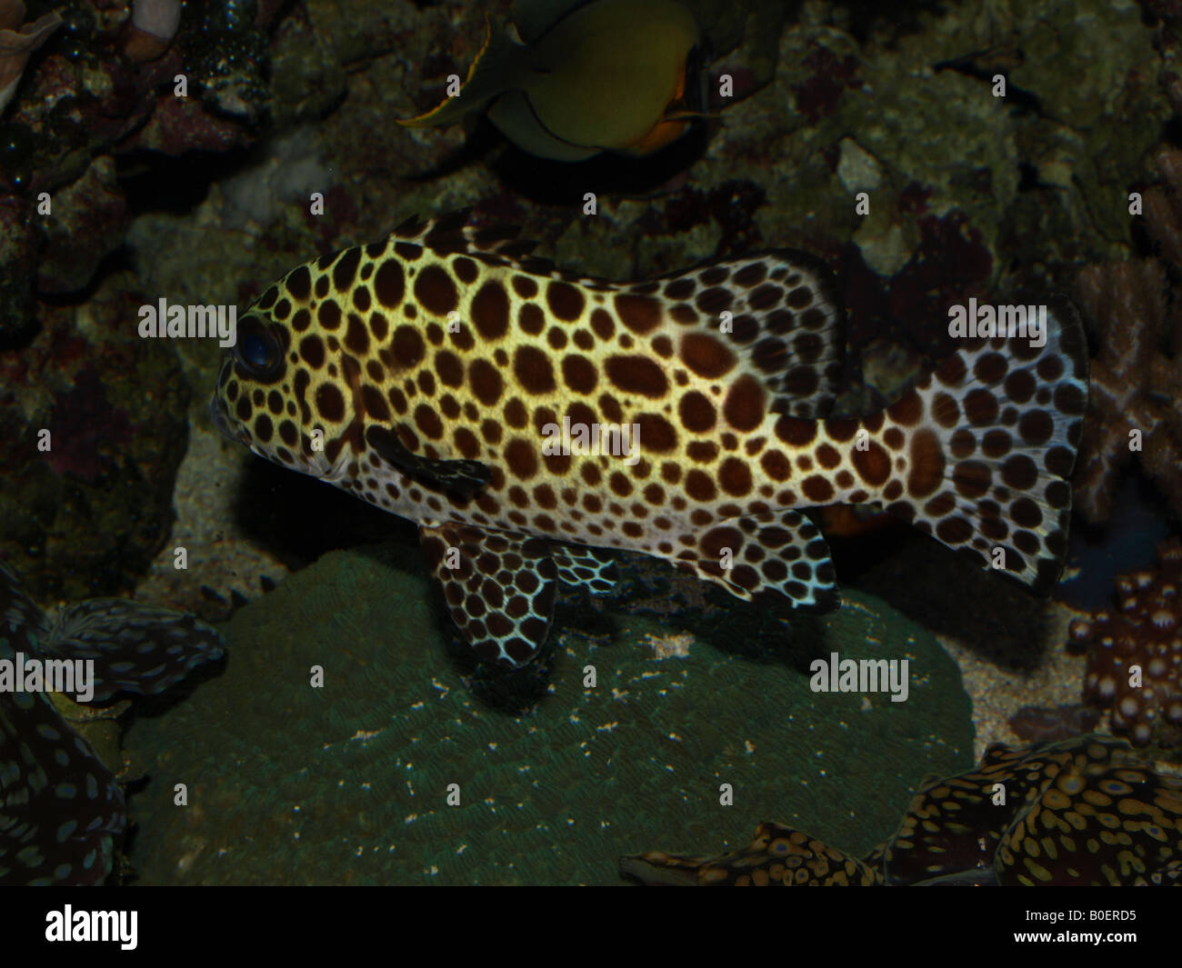 Leopard Fish High Resolution Stock Photography and Images - Alamy