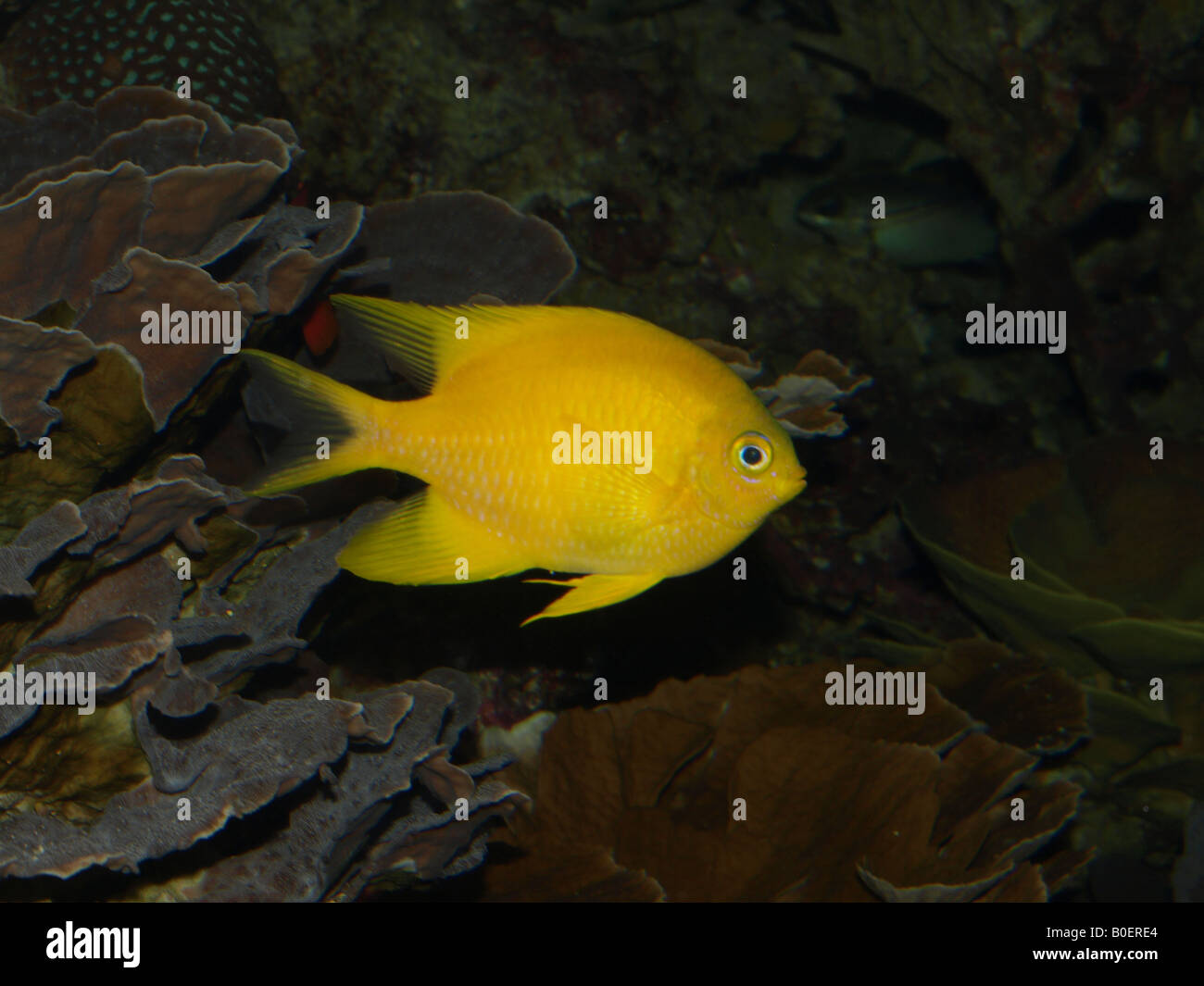 Yellow Tang Fish Stock Photos & Yellow Tang Fish Stock Images - Alamy