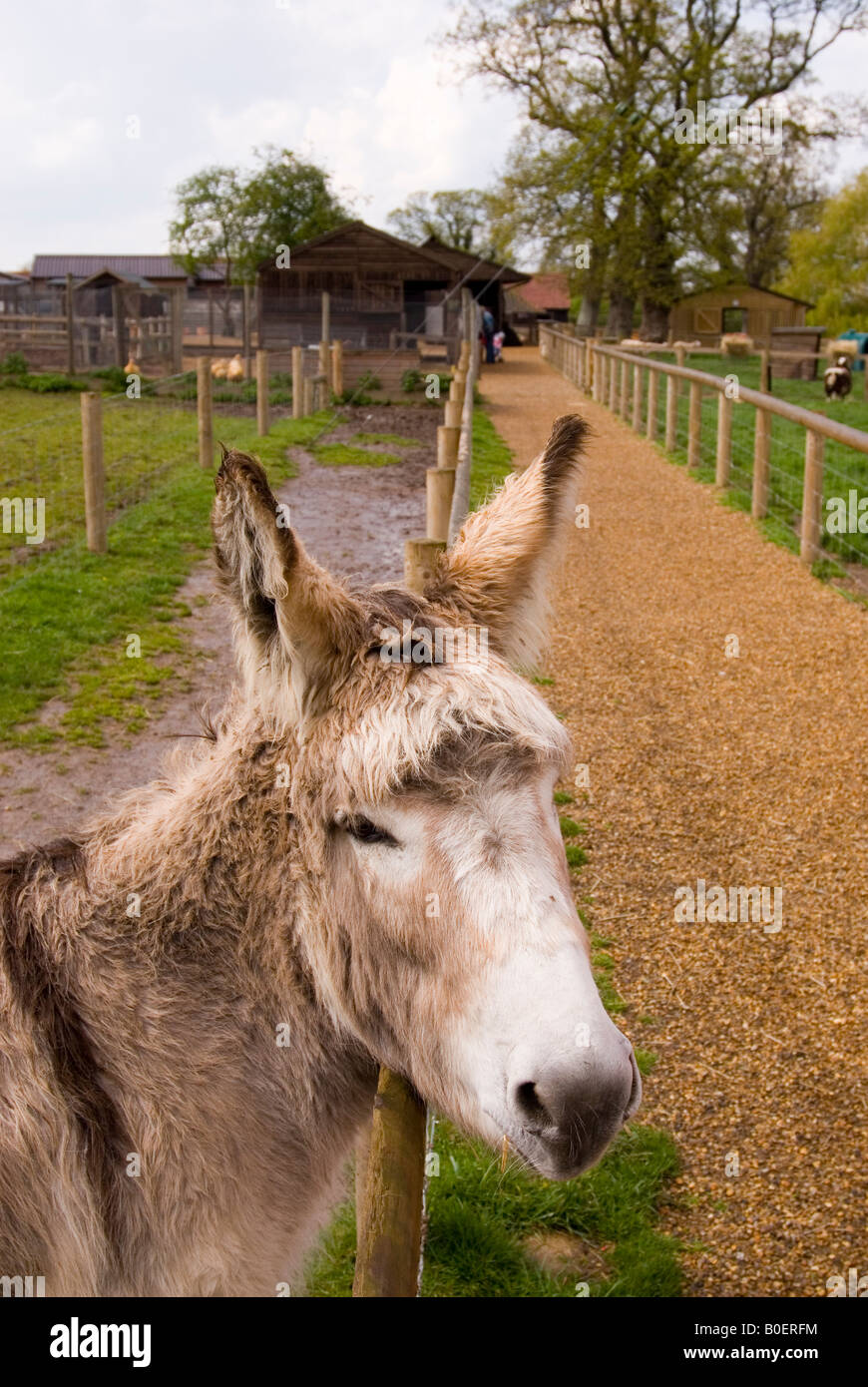 Uk donkey hi-res stock photography and images - Alamy