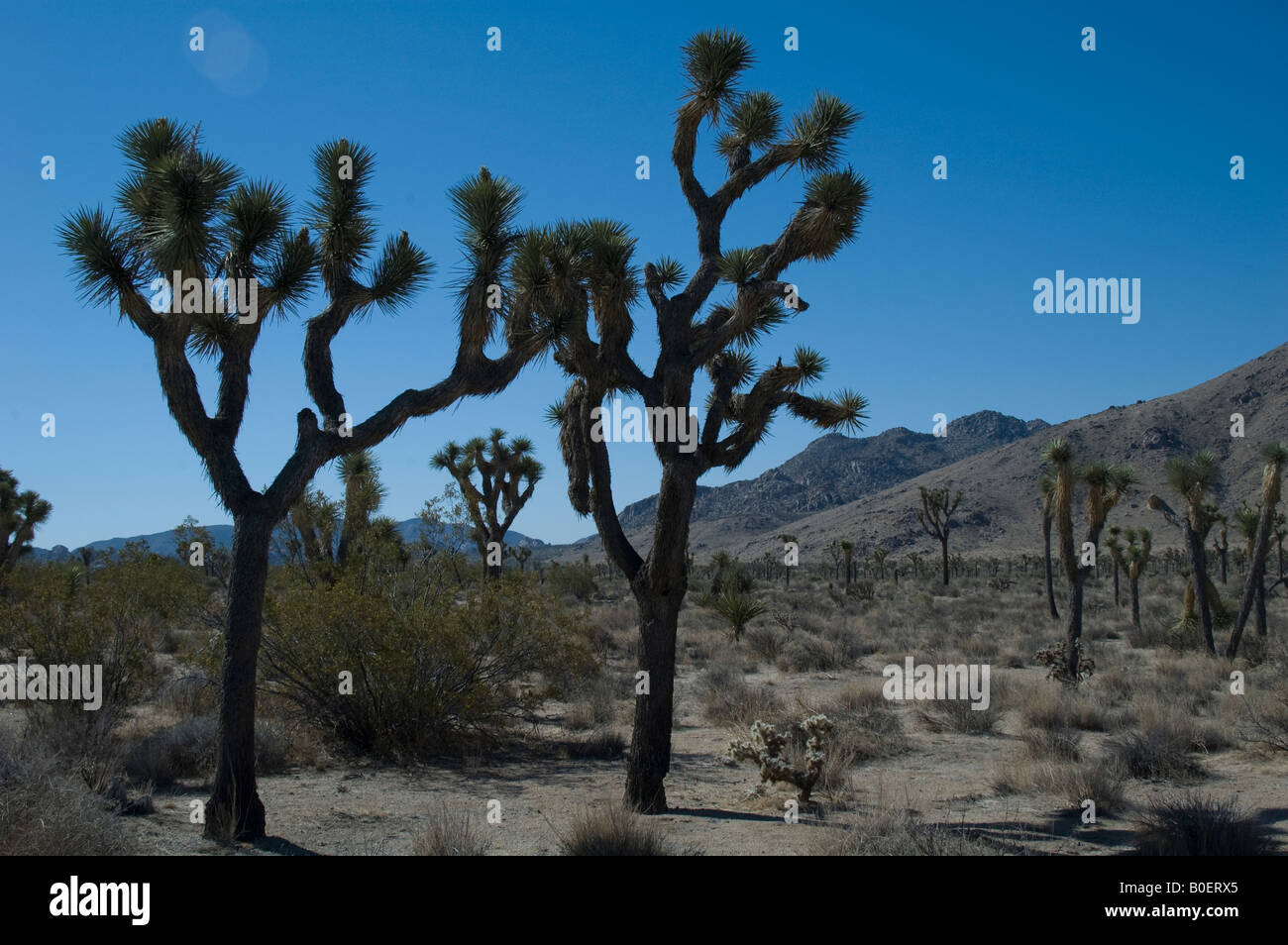 Joshua Tree National Forest near the Coachella Valley in Southern ...
