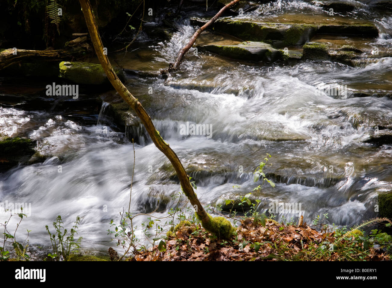 Bubbling stream near to Cothele Quay, Cornwall Stock Photo - Alamy