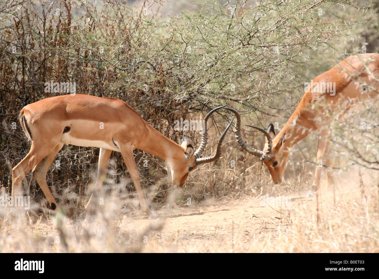 Fighting impala males Stock Photo - Alamy