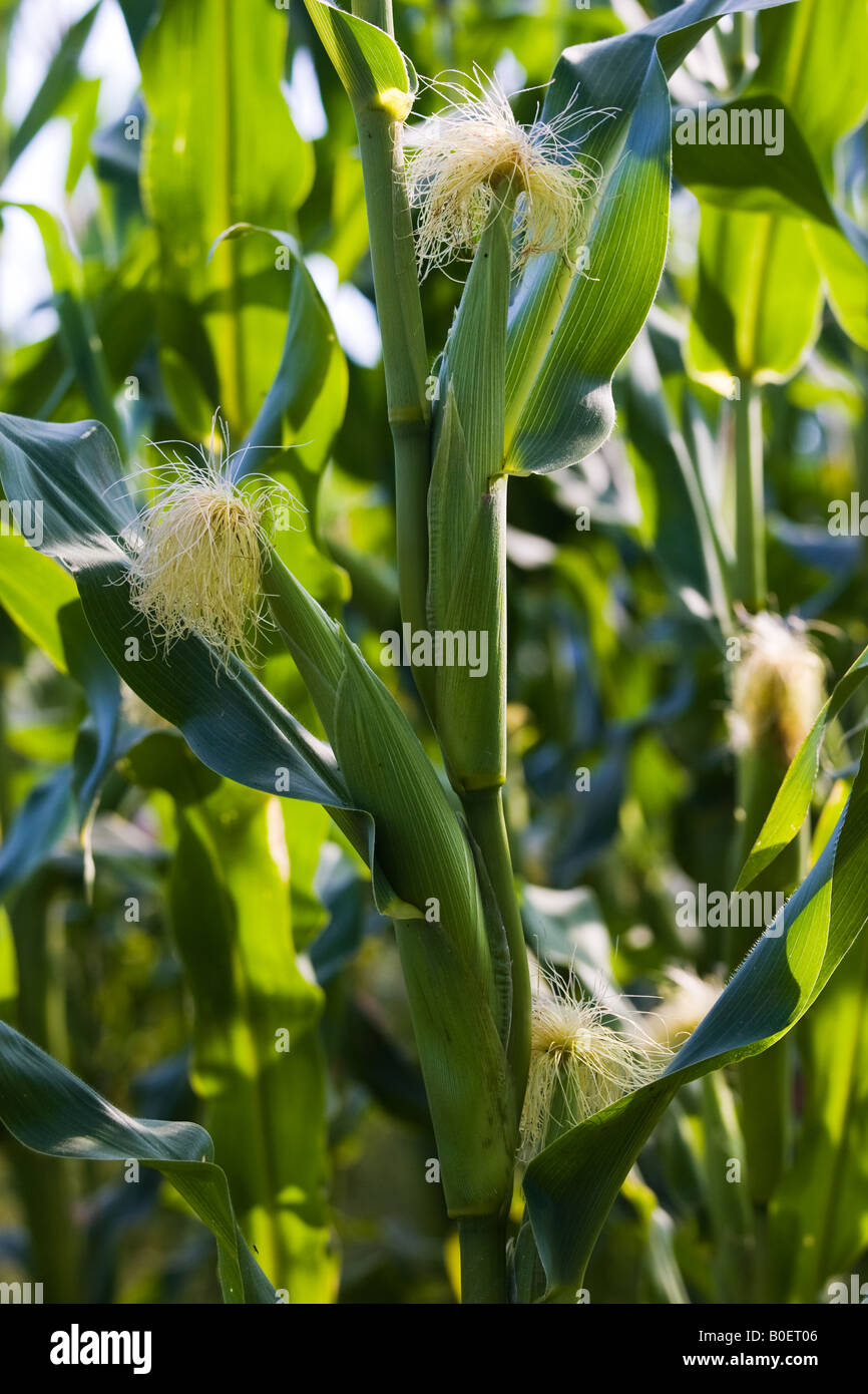 Farming herefordshire crop crops hi-res stock photography and images ...