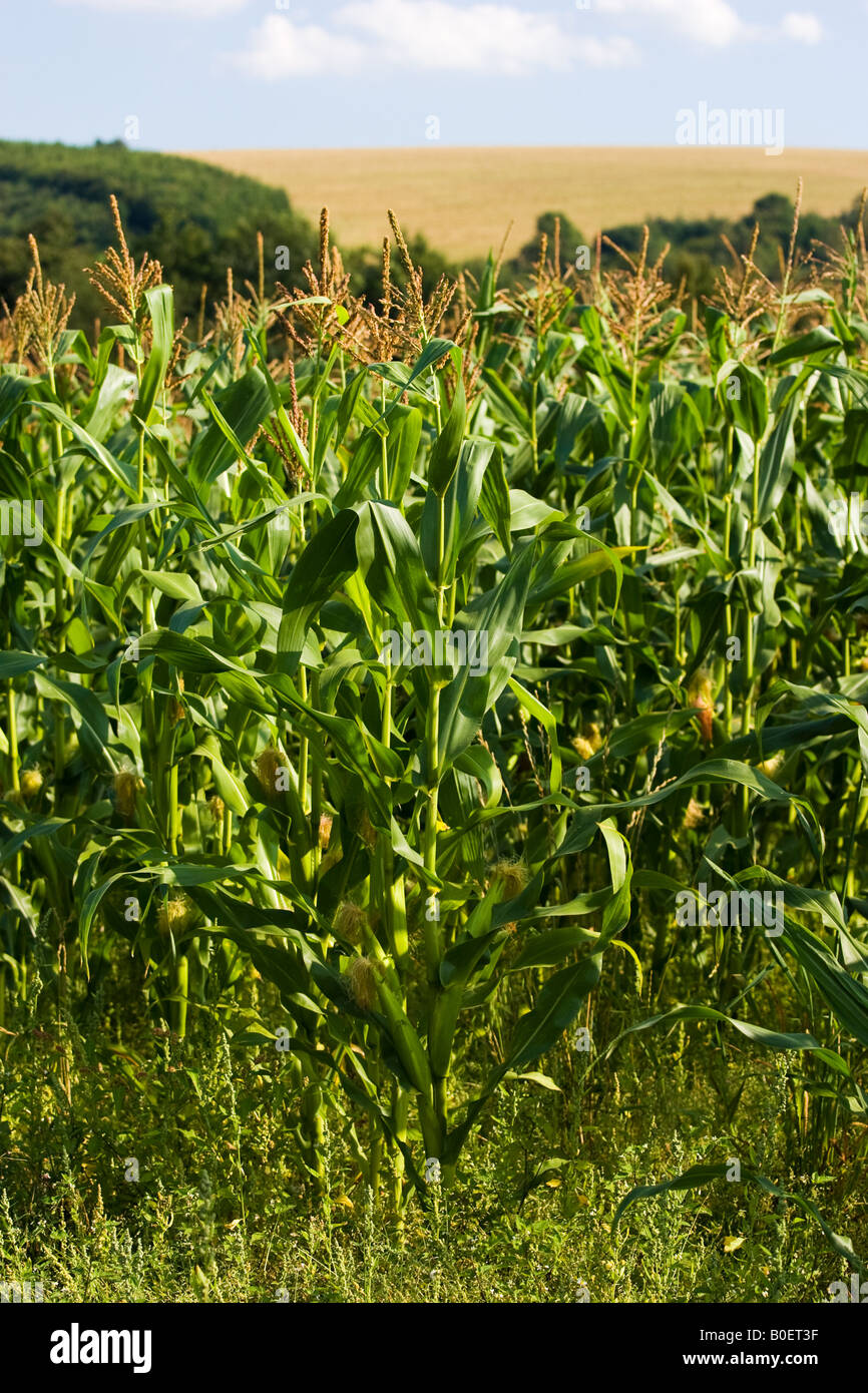 Maize crop in Foy Herefordshire England United Kingdom Stock Photo - Alamy