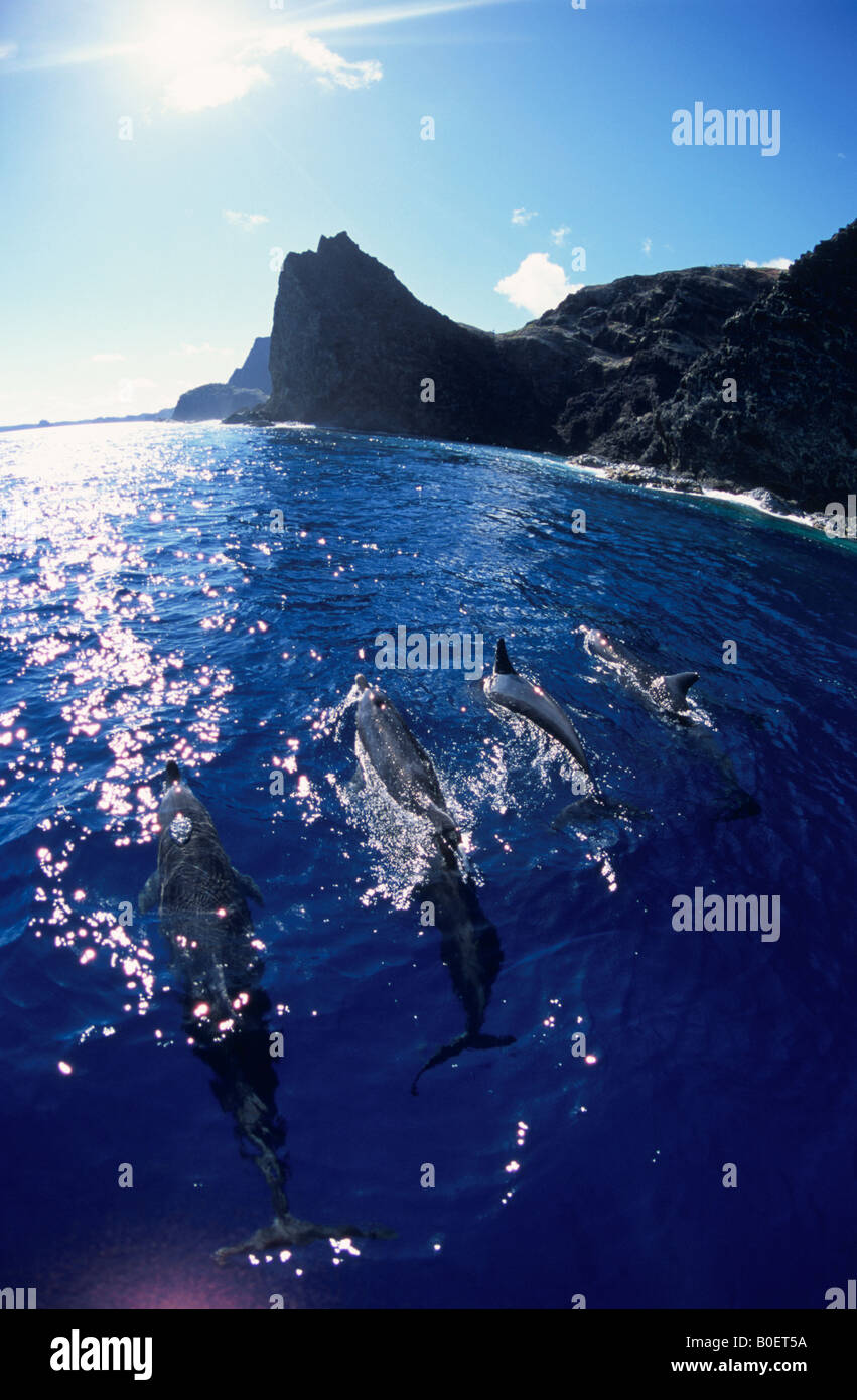 Four dolphins hi-res stock photography and images - Alamy